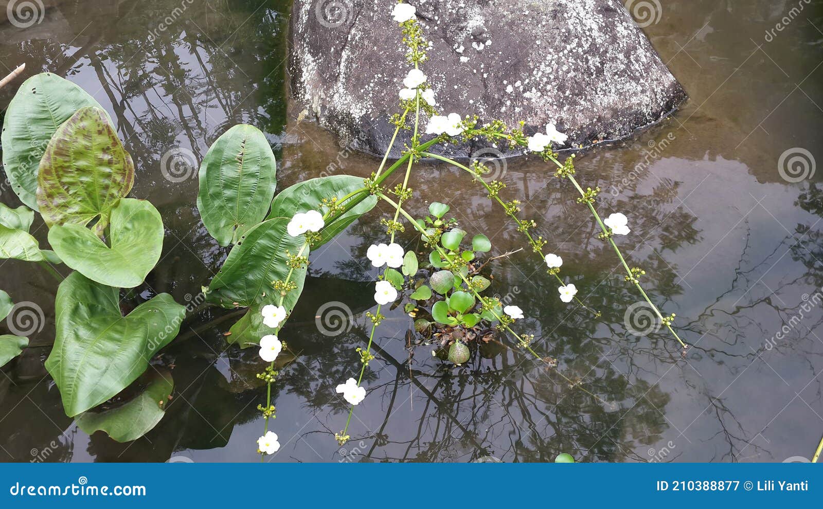The Water Jasmine in the Pond with the Reflection of Clouds and Trees ...