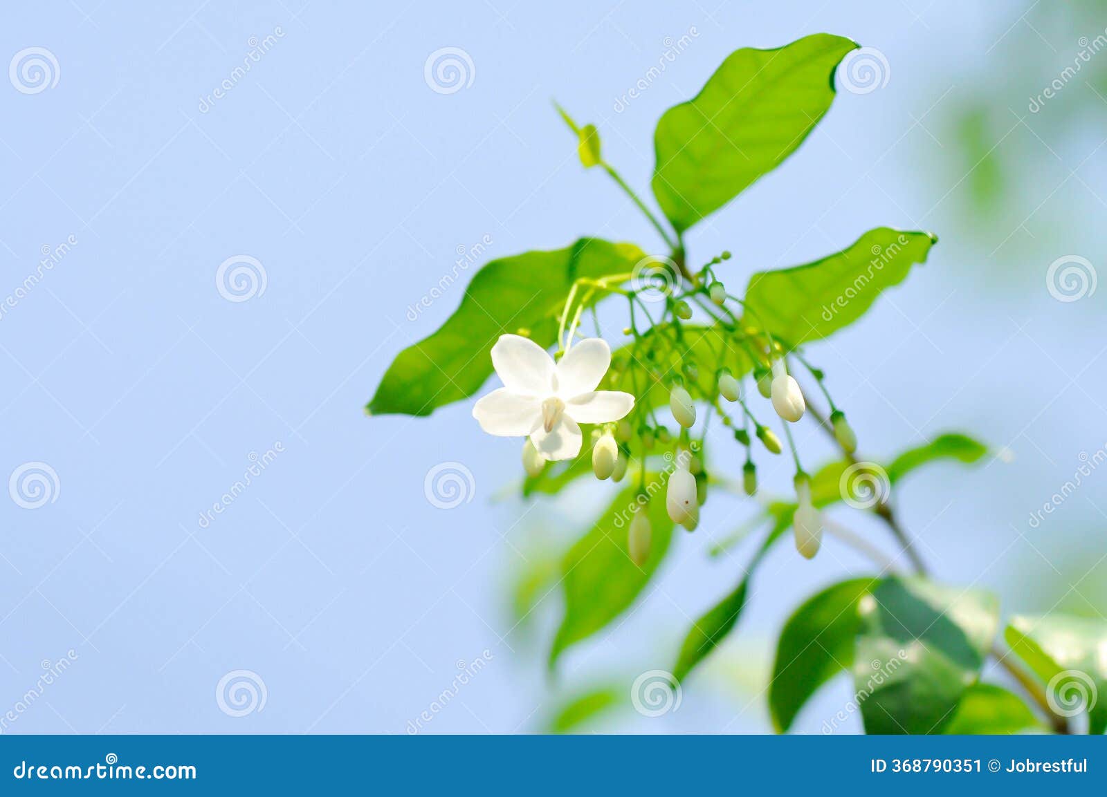 Water Jasmine Or Moke Tree With White Flowers In Nature Background ...