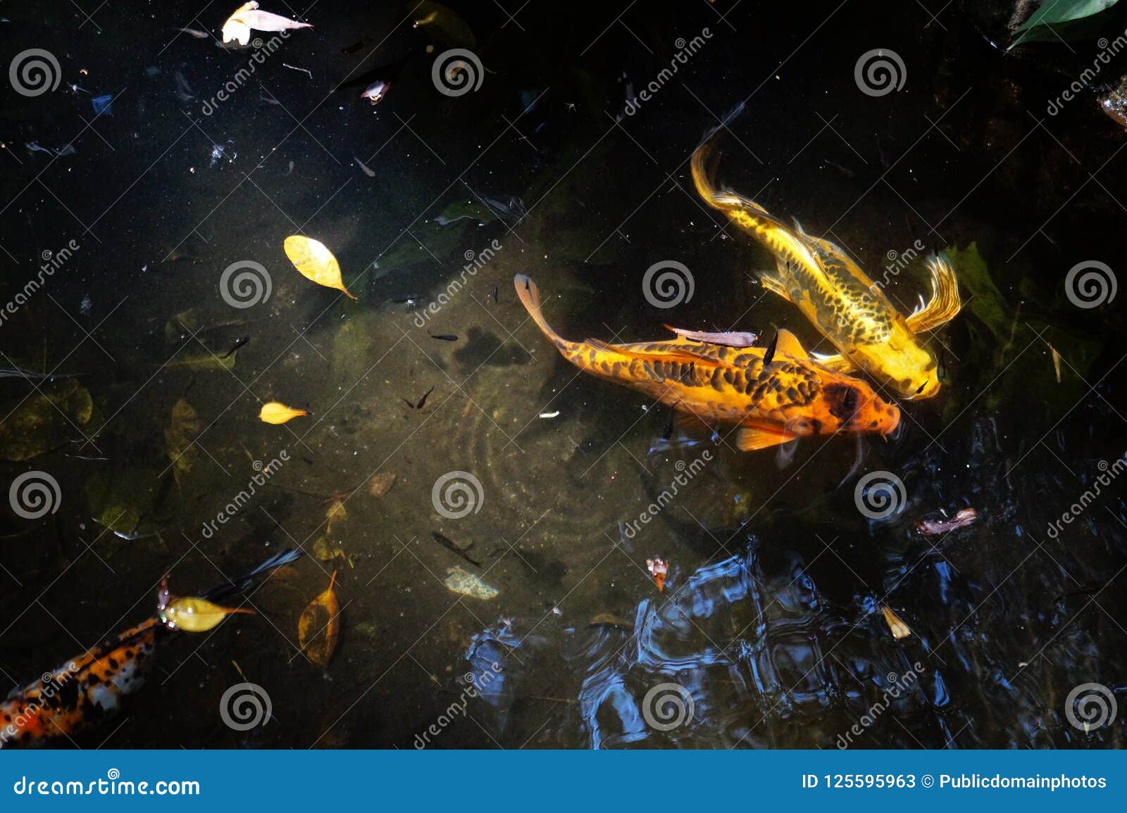 Water, Koi, Fish Pond, Marine Biology Picture. Image: 125595963