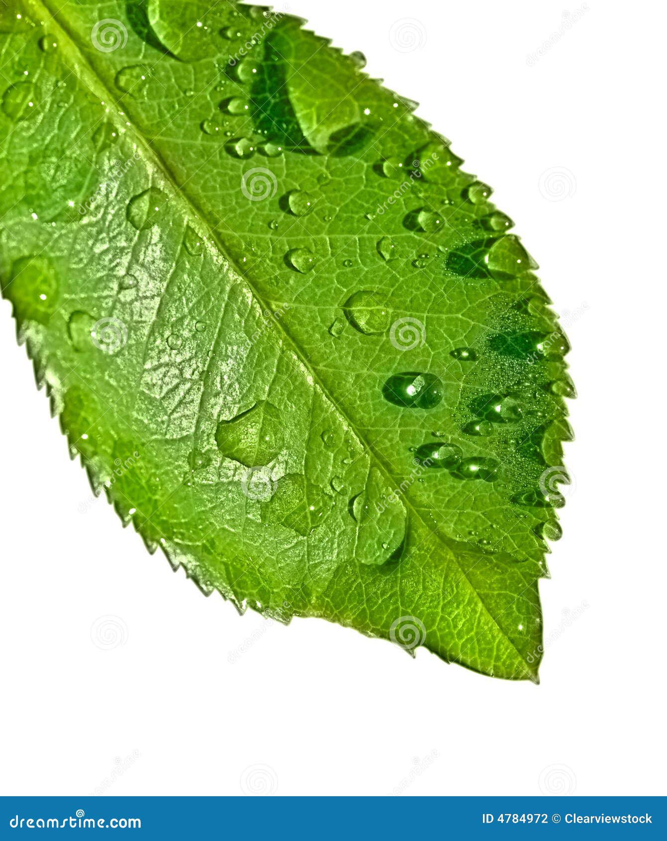 Water on leaf stock photo. Image of plant, green, white - 4784972