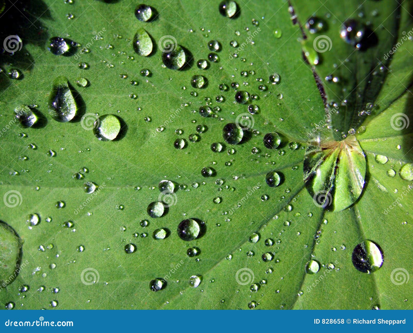 Water on leaf stock photo. Image of drops, close, plant - 828658