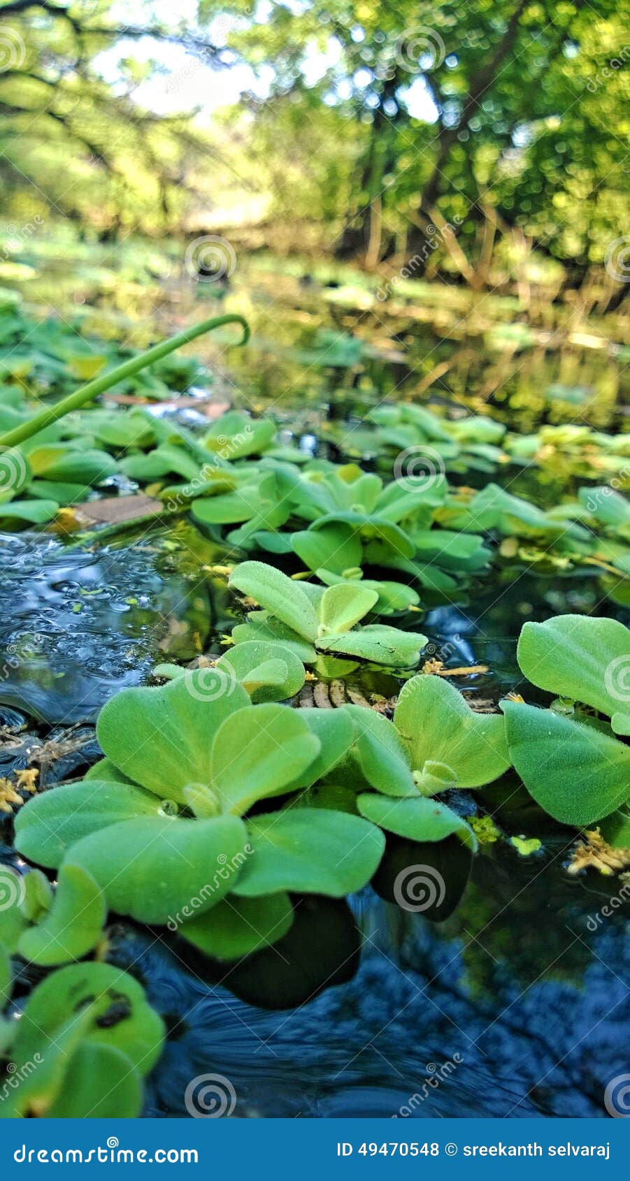 Water leaf stock photo. Image of water, leaf, flat, float - 49470548