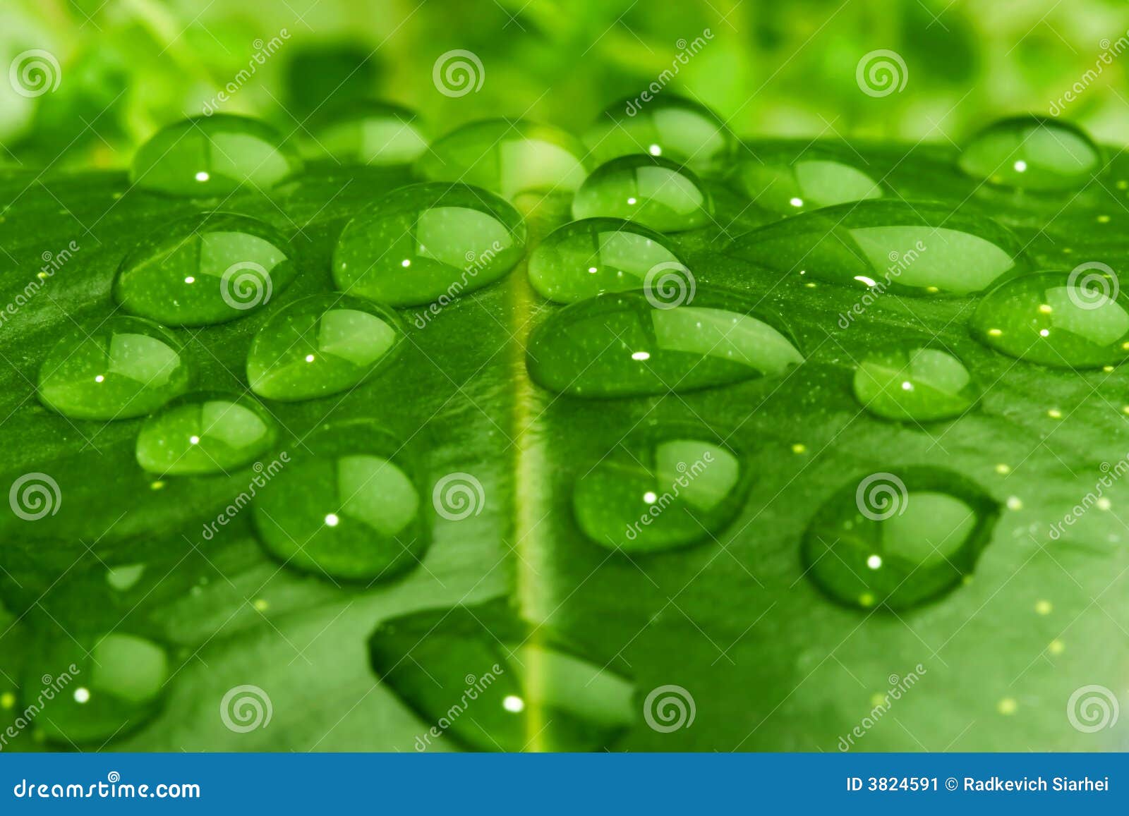 Water on leaf closeup stock image. Image of flora, growing - 3824591