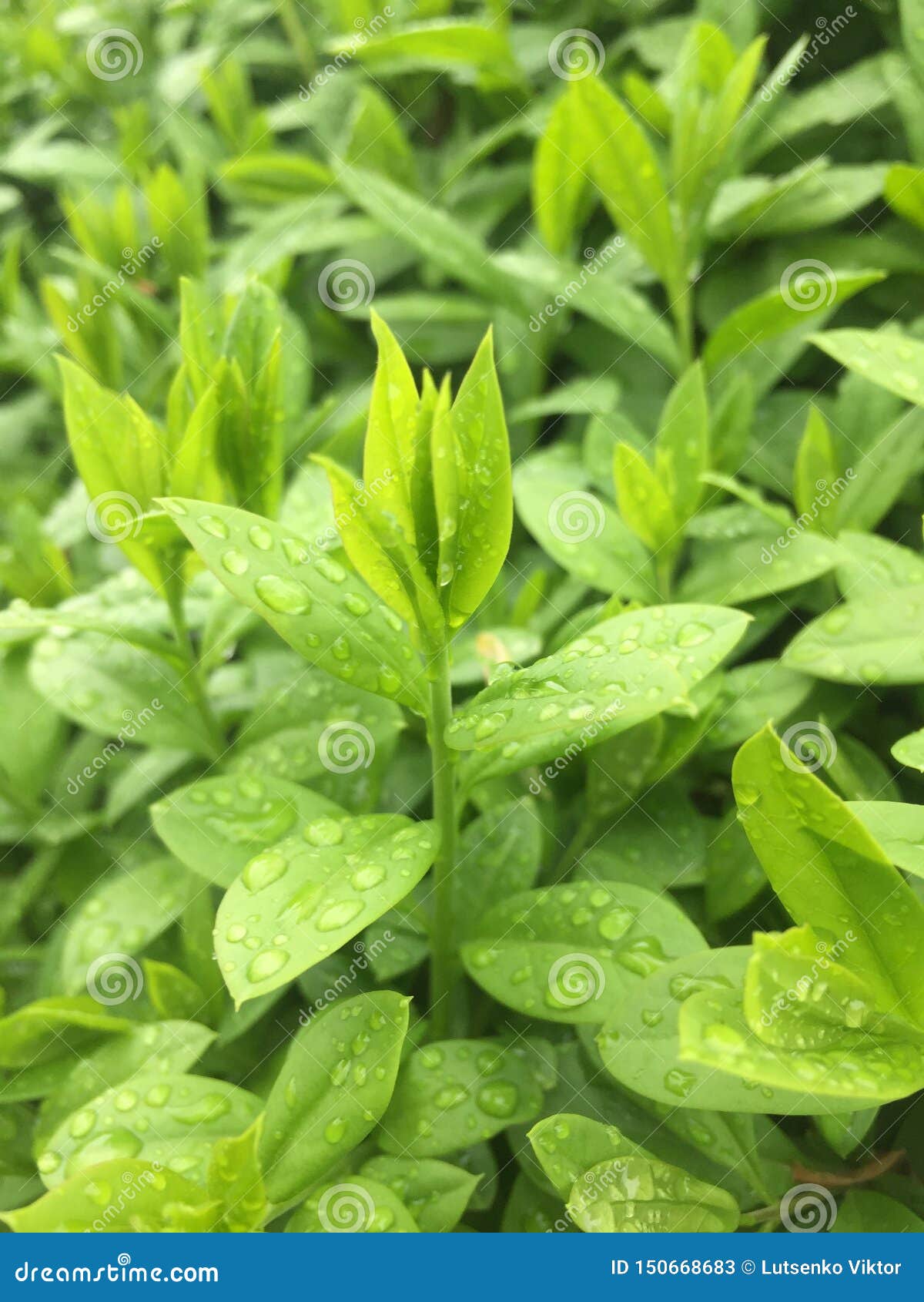 Water on Leaf Plant in Garden Stock Image - Image of abstract, beauty ...