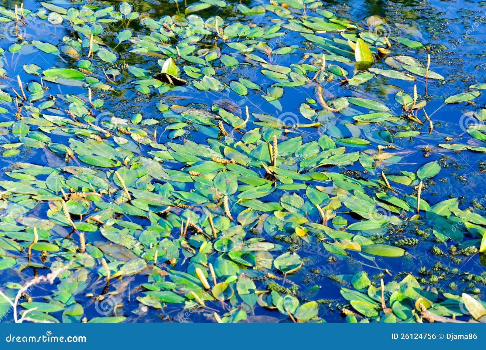 Water leafs stock photo. Image of bubble, fresh, beautiful - 26124756