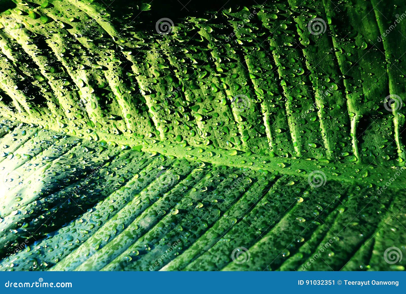 Water on leave. stock image. Image of botany, light, environmental ...