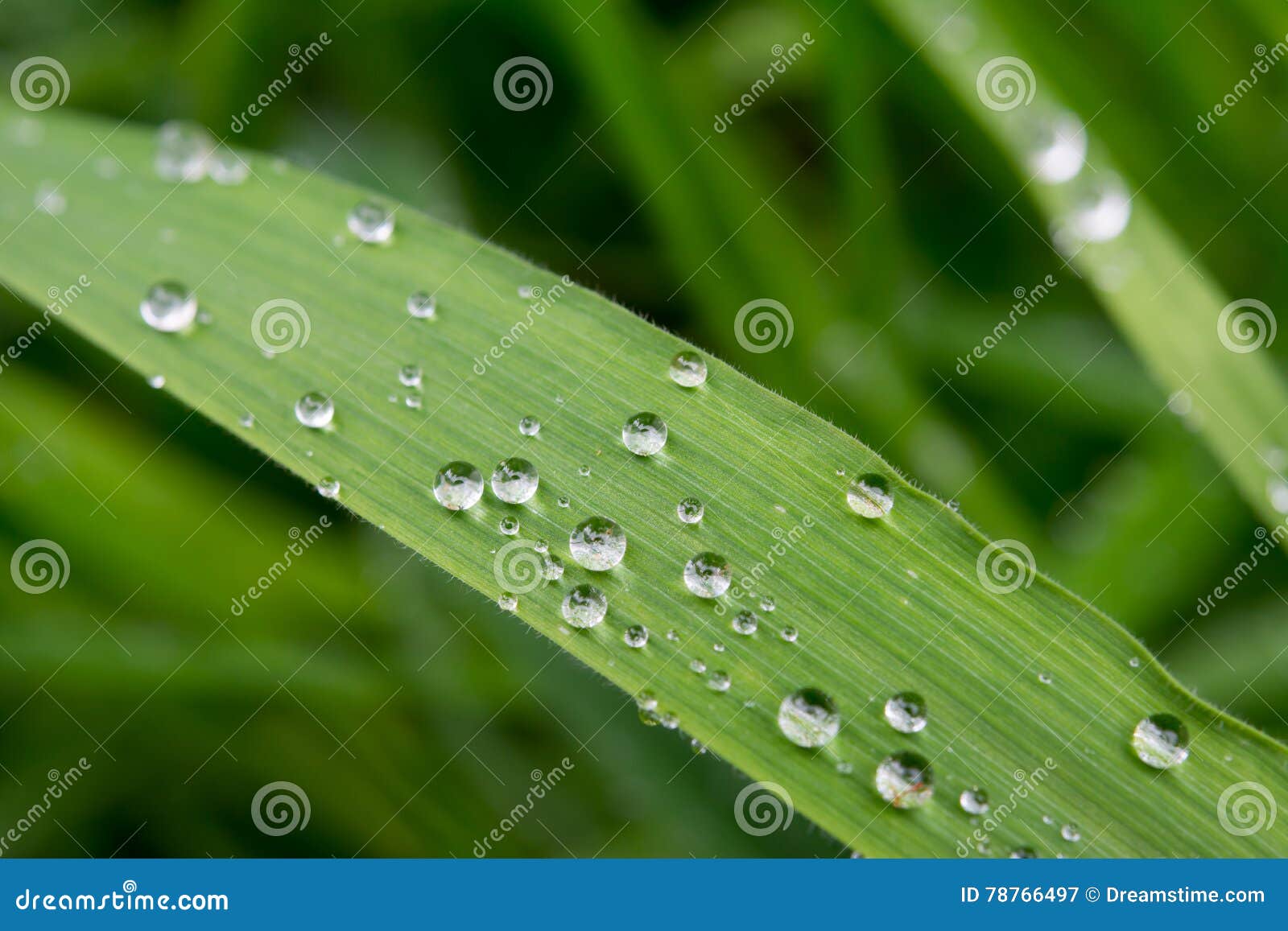 Water on Leave stock image. Image of leaf, natural, texture - 78766497