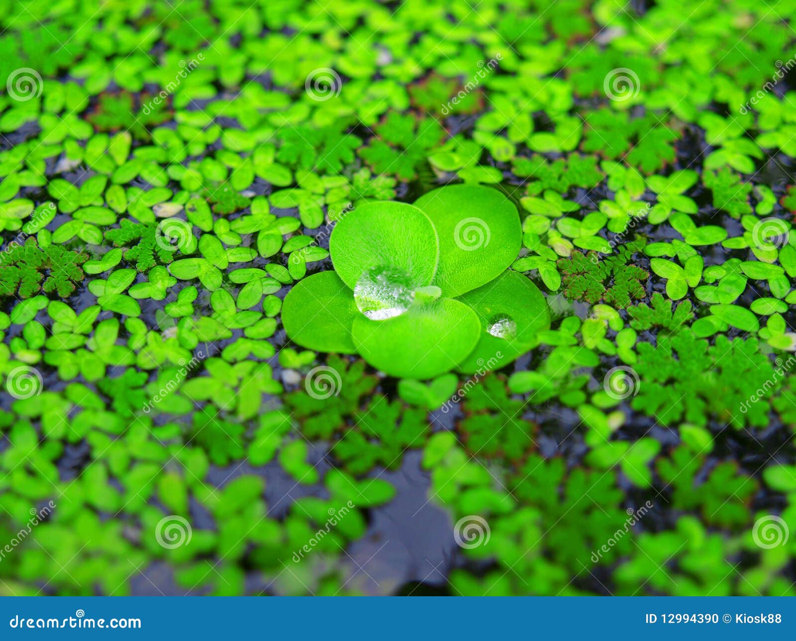Water and leaves stock photo. Image of countryside, beautiful - 12994390