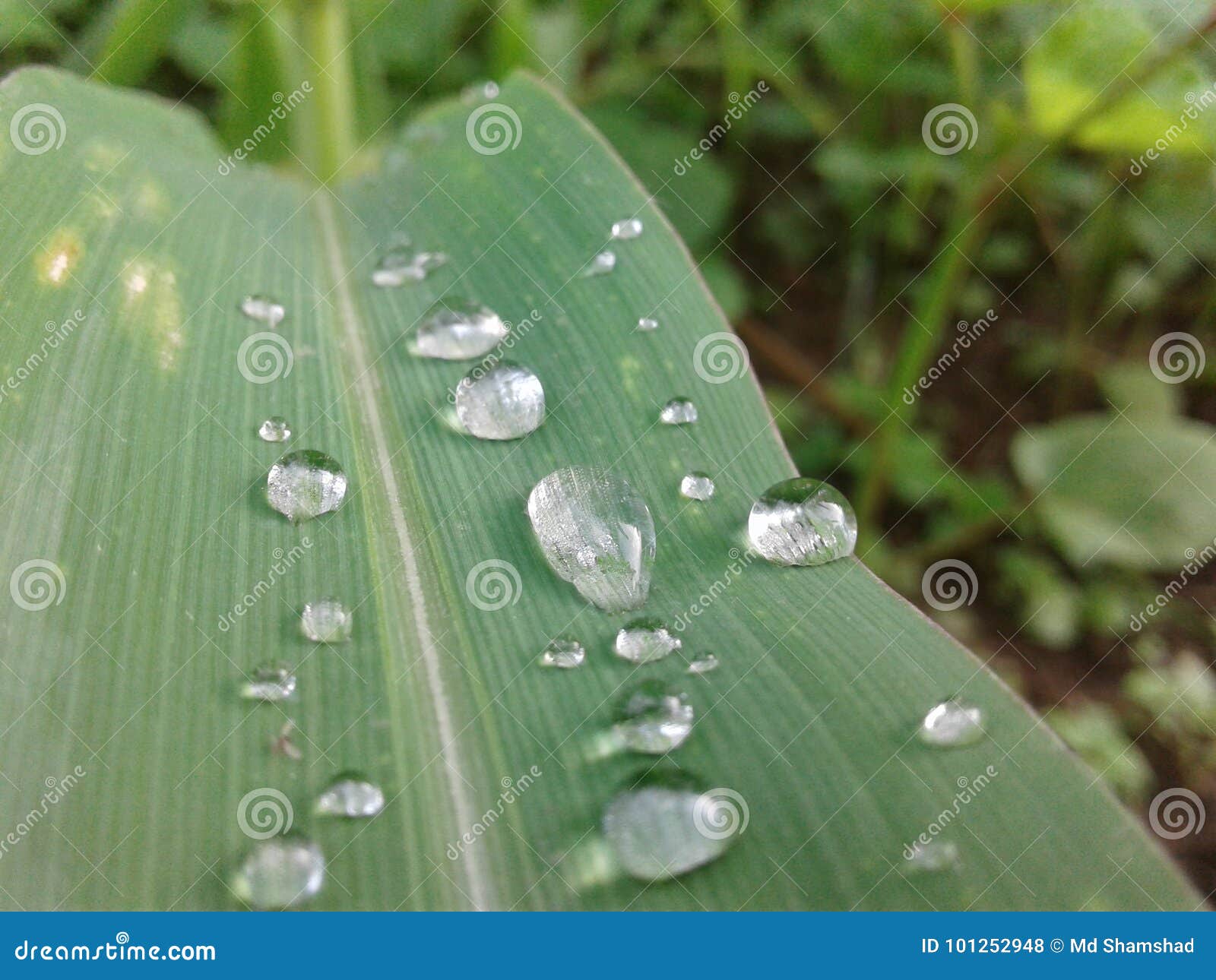 Water on leaves stock photo. Image of wateronleaves - 101252948