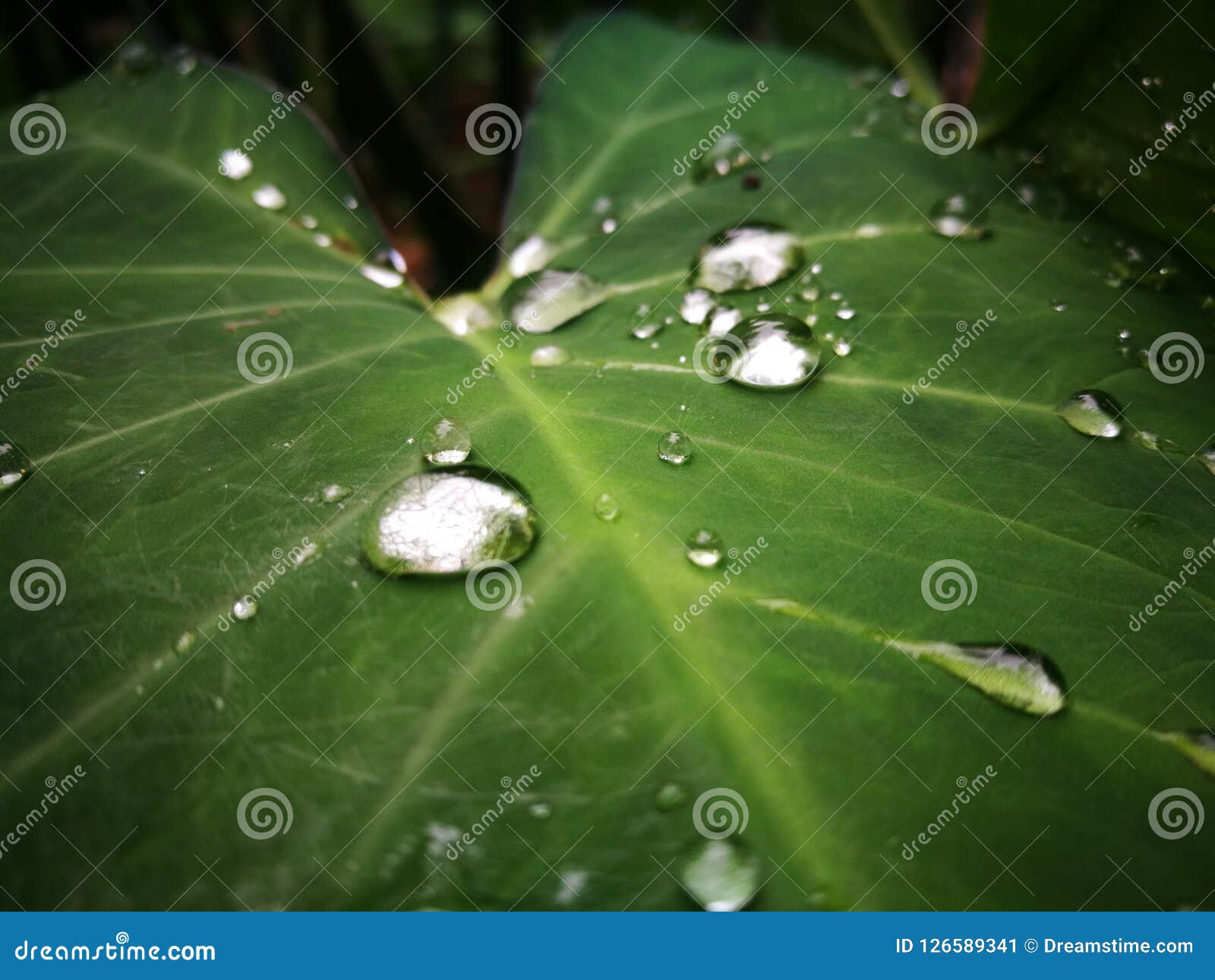 Water on the leaves stock image. Image of water, green - 126589341