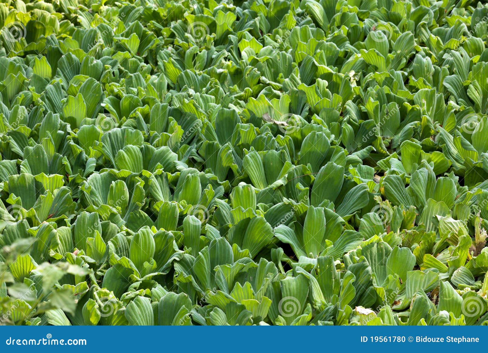 Water lettuce stock photo. Image of nature, green, water - 19561780