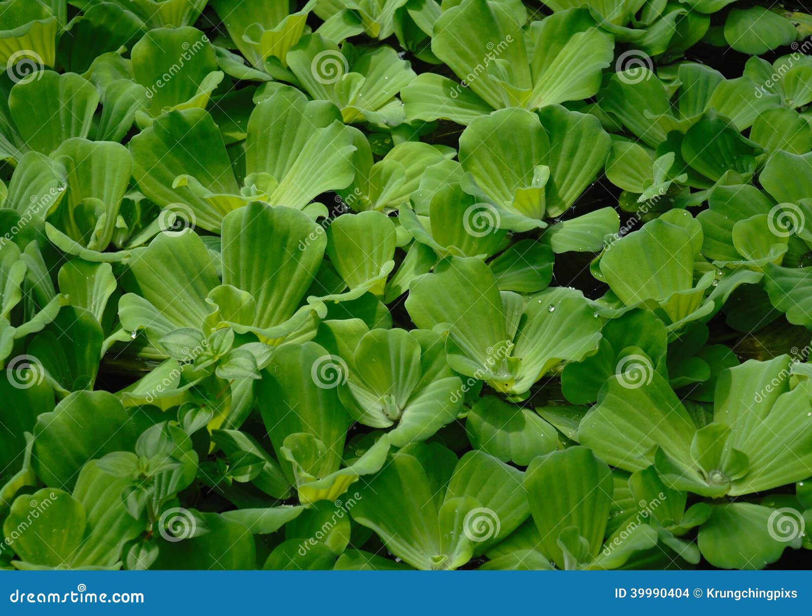 Water lettuce stock photo. Image of aquatic, pistia, leaf - 39990404