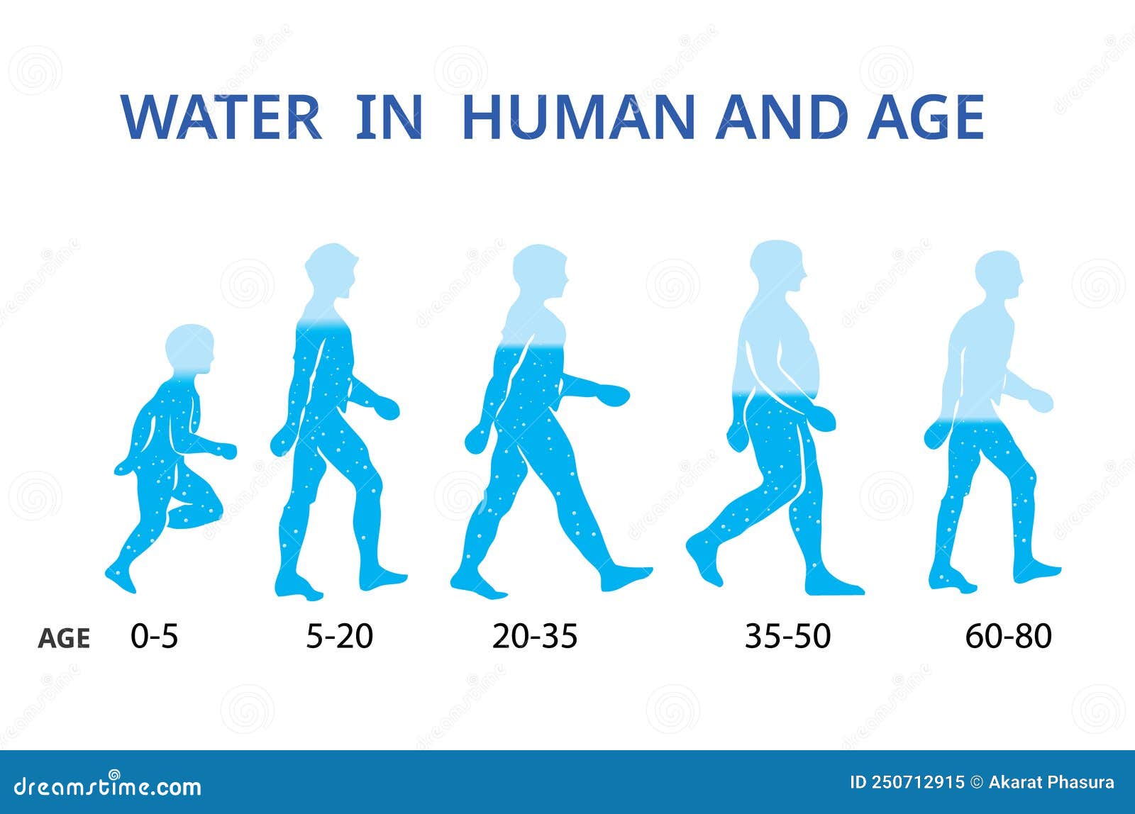 Water Level in the Human Body and Age, Difference Percentage . V Stock ...