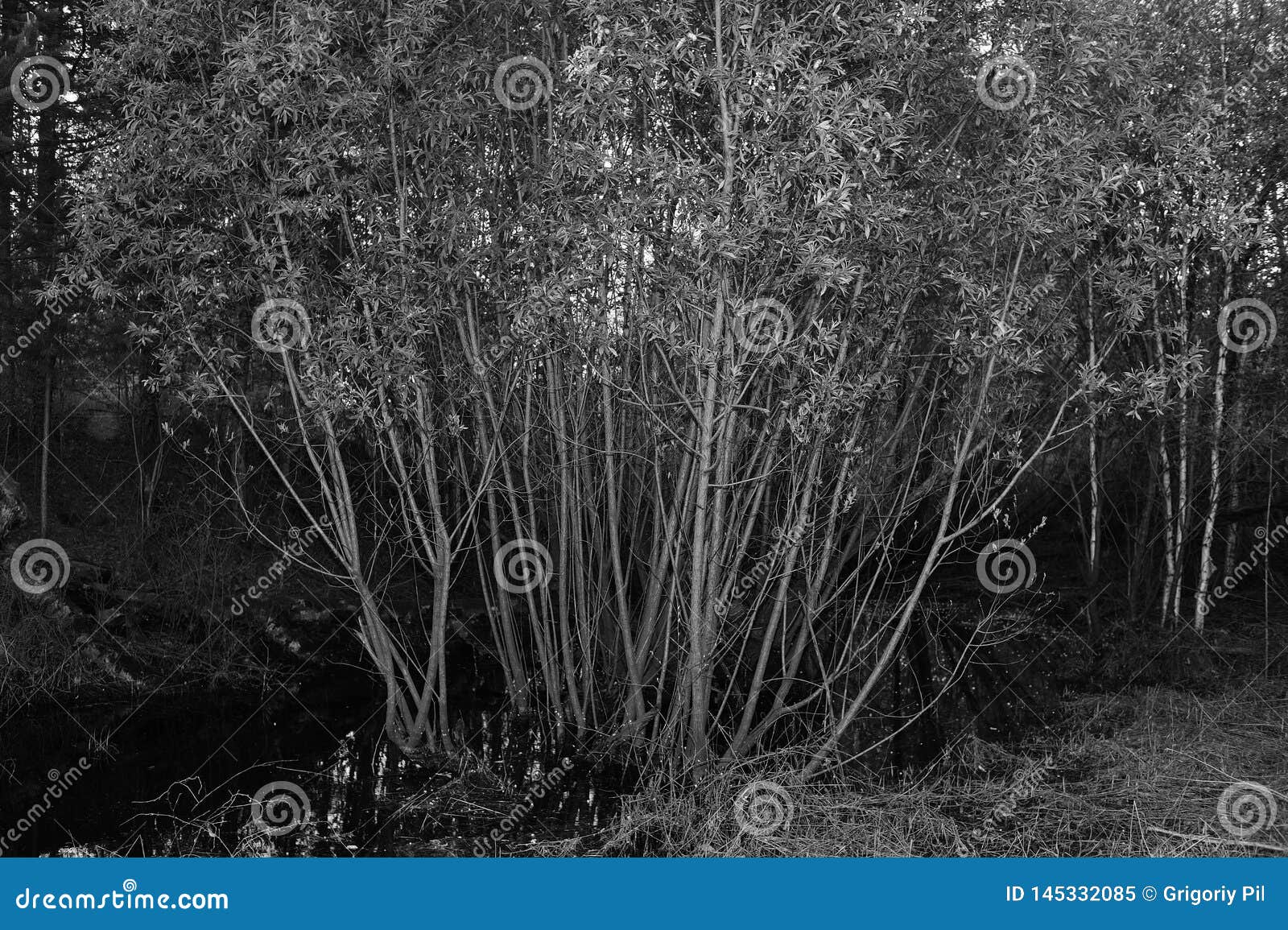 Water level mark stock image. Image of lake, europe - 145332085