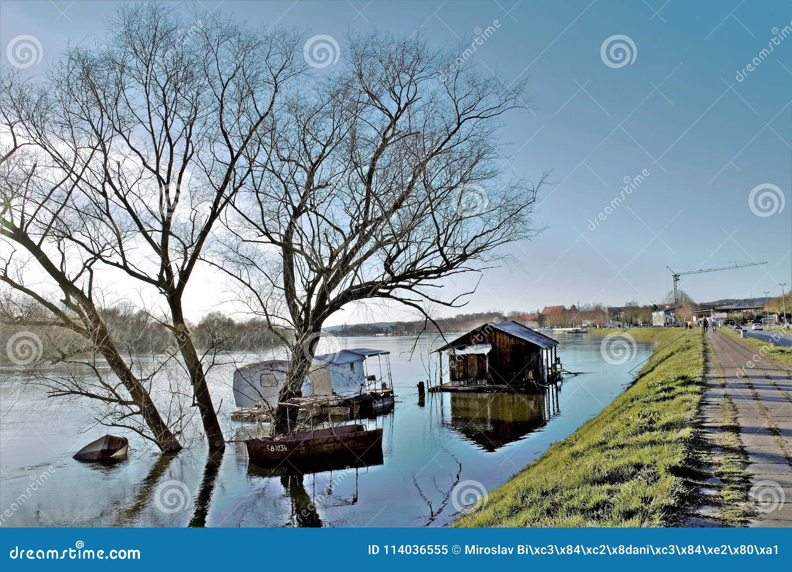 Water leveling tree stock image. Image of level, small - 114036555