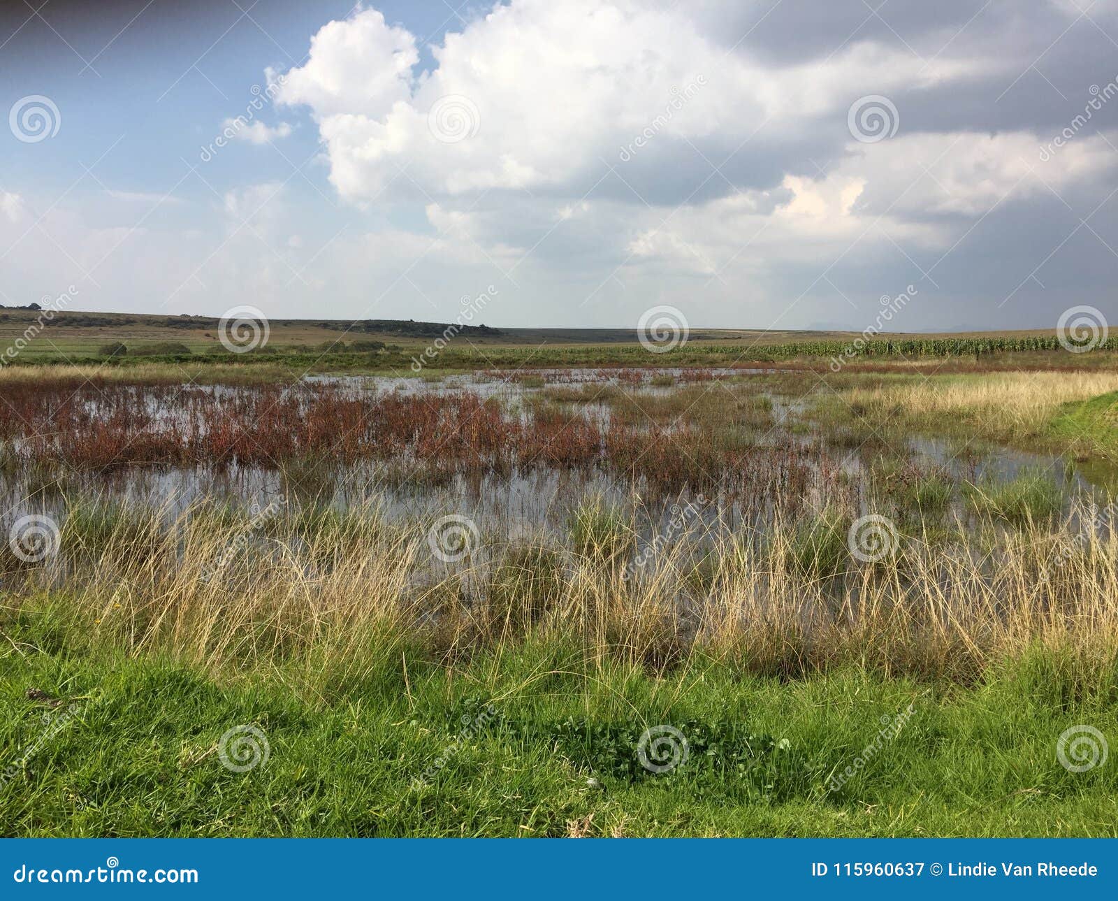 Wetland stock image. Image of green, water, life, farm - 115960637