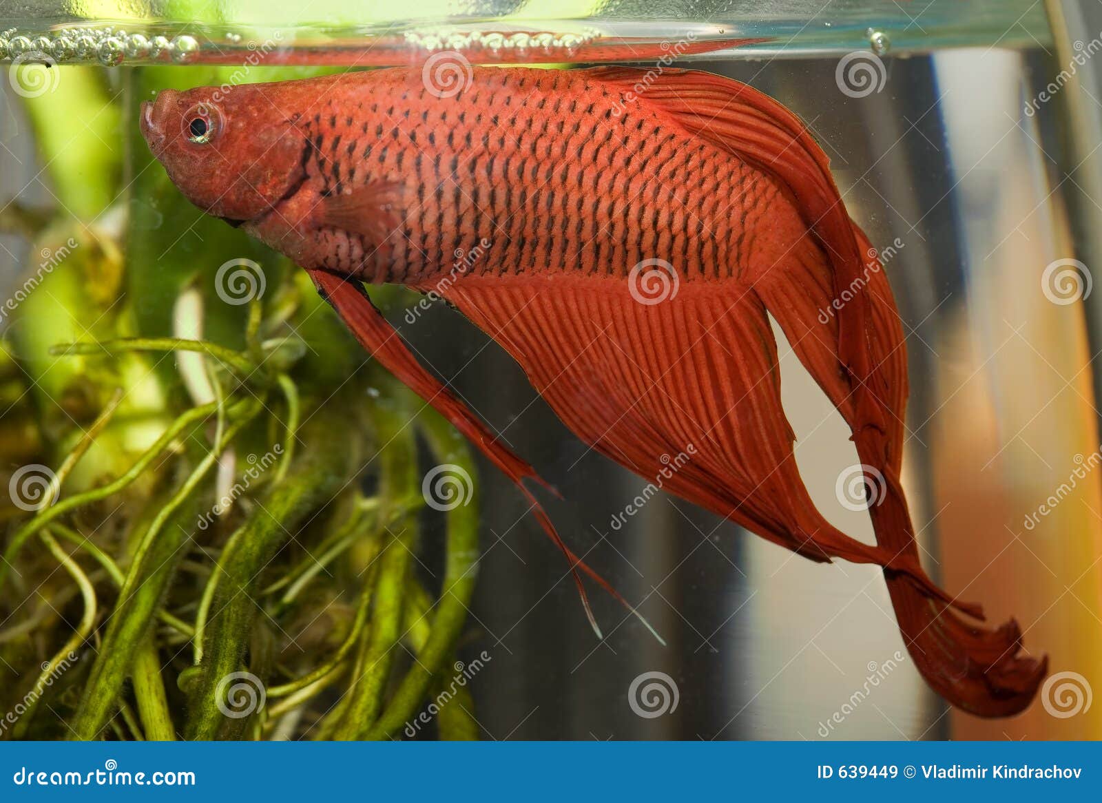 Water life fish stock image. Image of action, scuba, biology - 639449