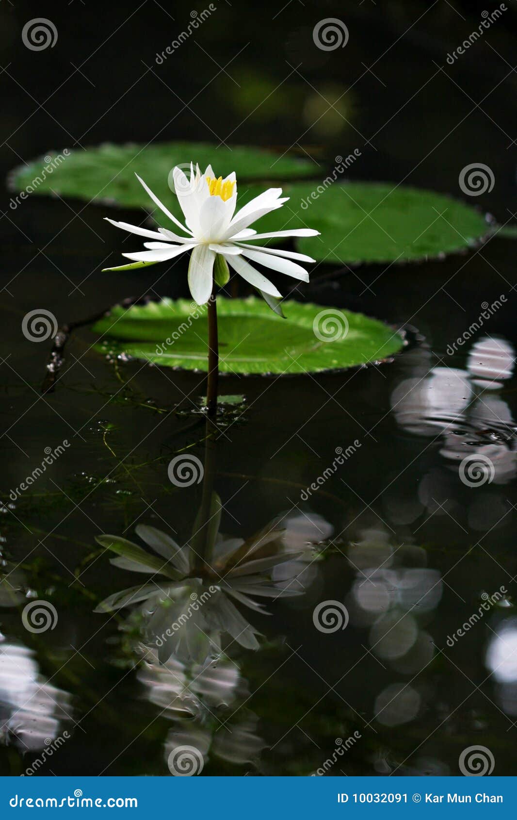 Water lilies stock image. Image of waterlily, leaves - 10032091