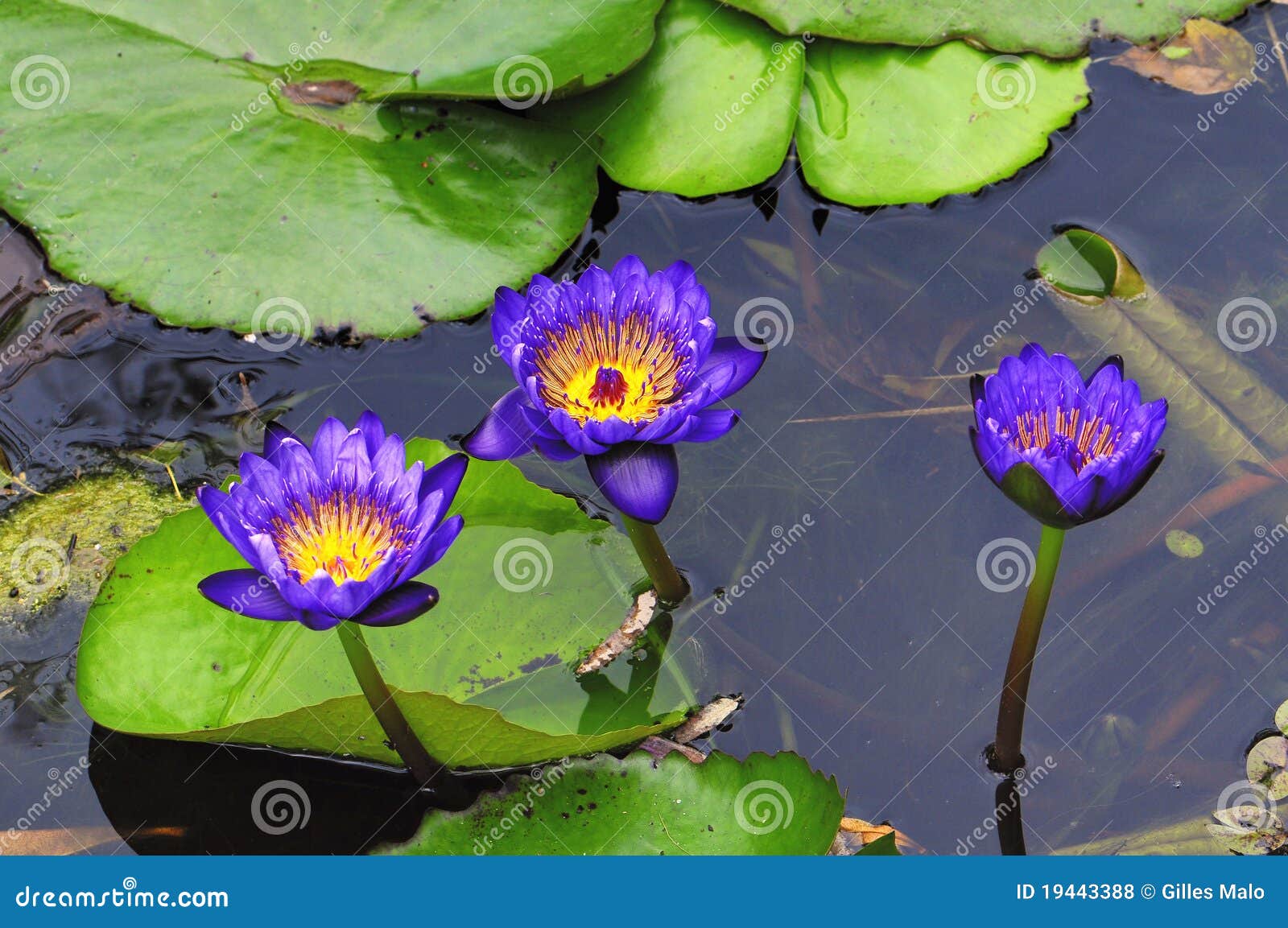 Water Lilies Floating In A Beautiful Pond In Valdivia, Chile Royalty ...