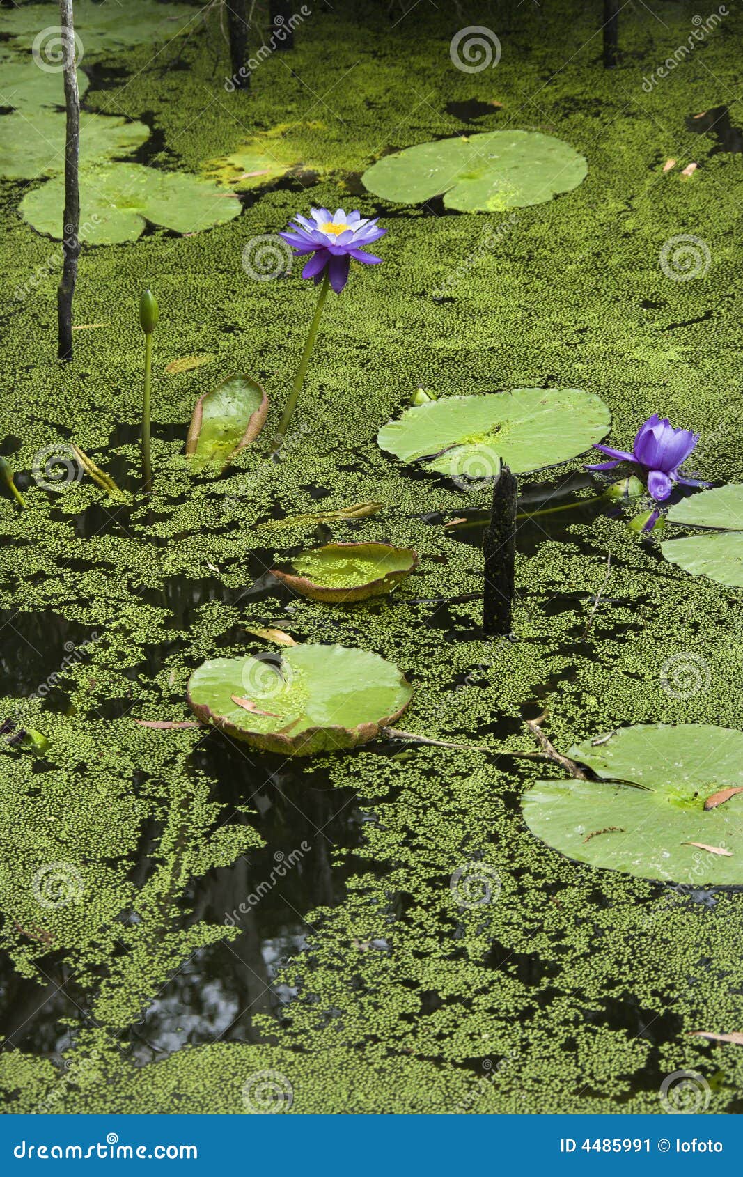 Water lilies. stock image. Image of color, scenic, nature - 4485991