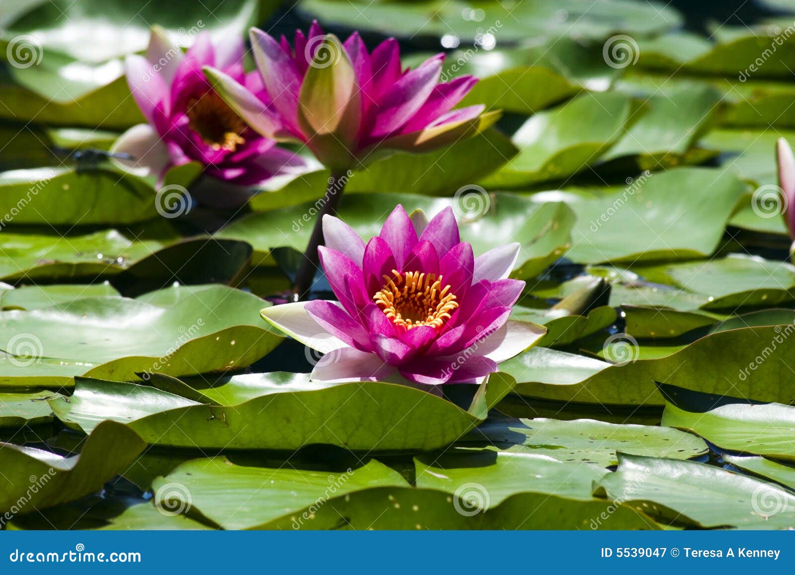 Water Lilies stock image. Image of vibrant, wide, pink - 5539047