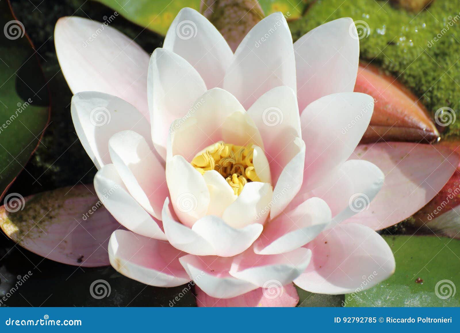 Water lilies stock image. Image of beautiful, bloom, foliage - 92792785