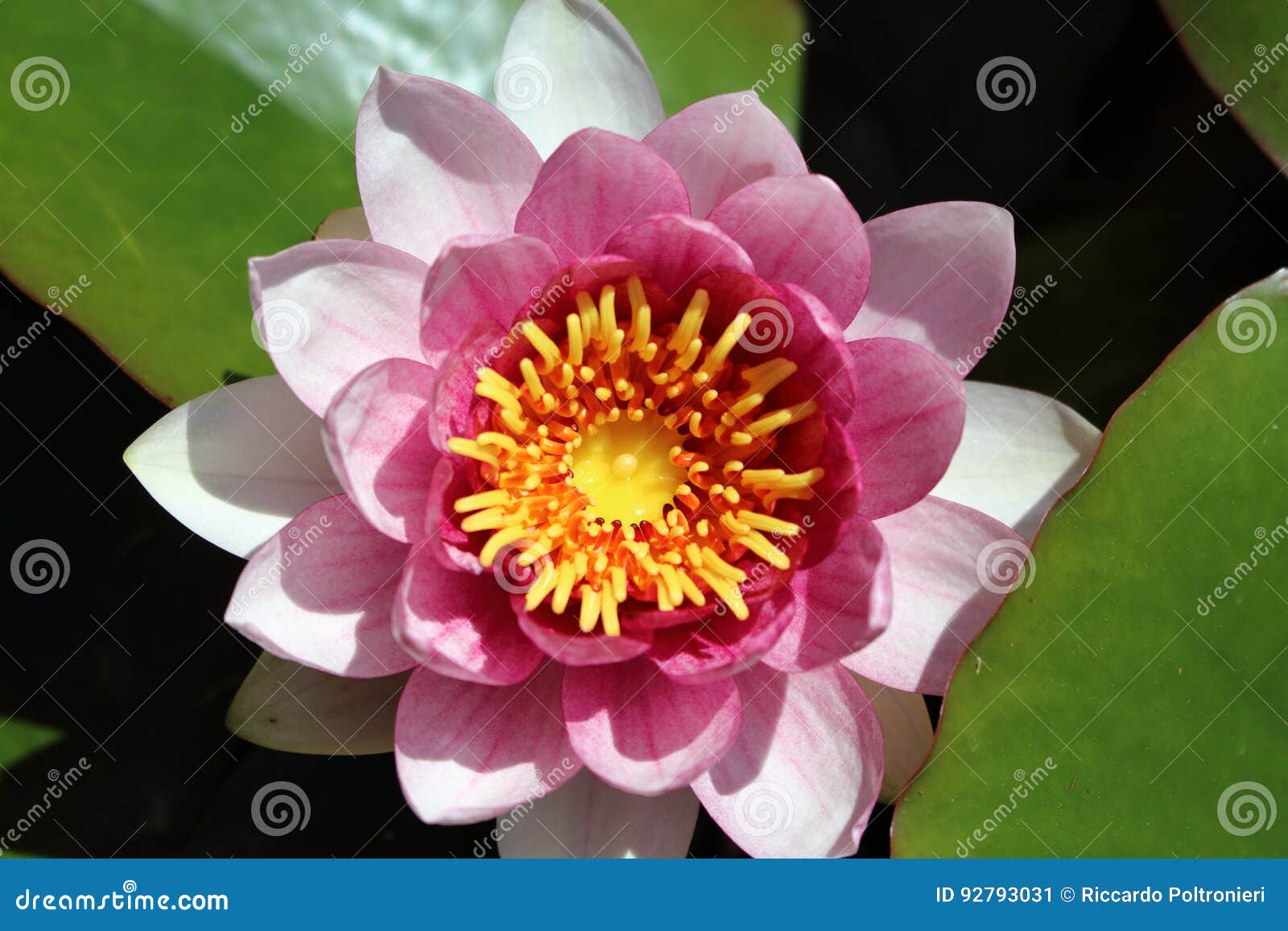 Water lilies stock image. Image of floral, garden, green - 92793031