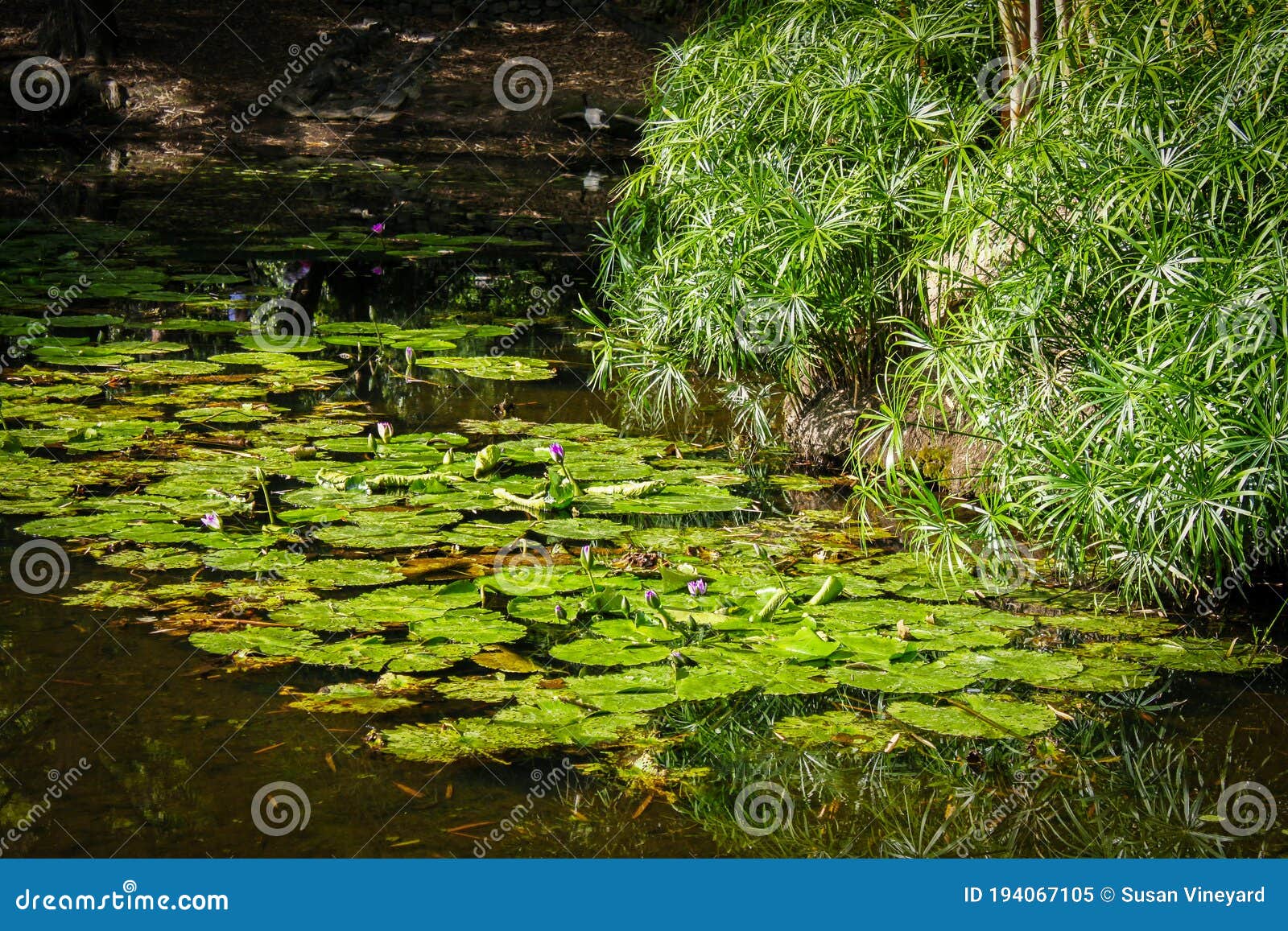Water Lilies in Bloom Near Bamboo Grove Reflected in Shallow Water ...