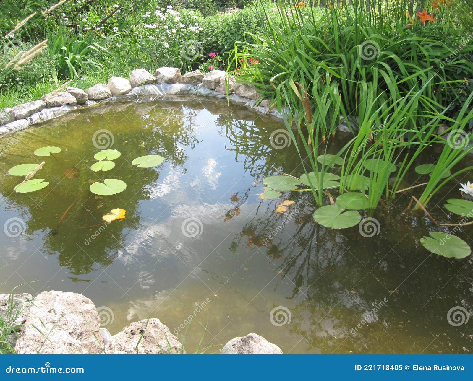 Pond stock image. Image of grass, plant, water, waterway - 221718405