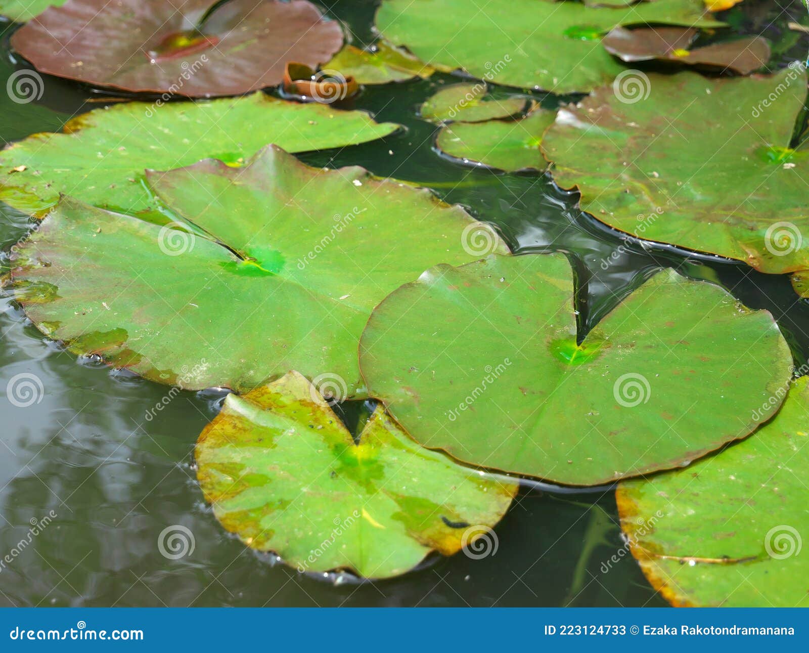 Water Lilies Floating in the Lake during the Spring Stock Image - Image ...