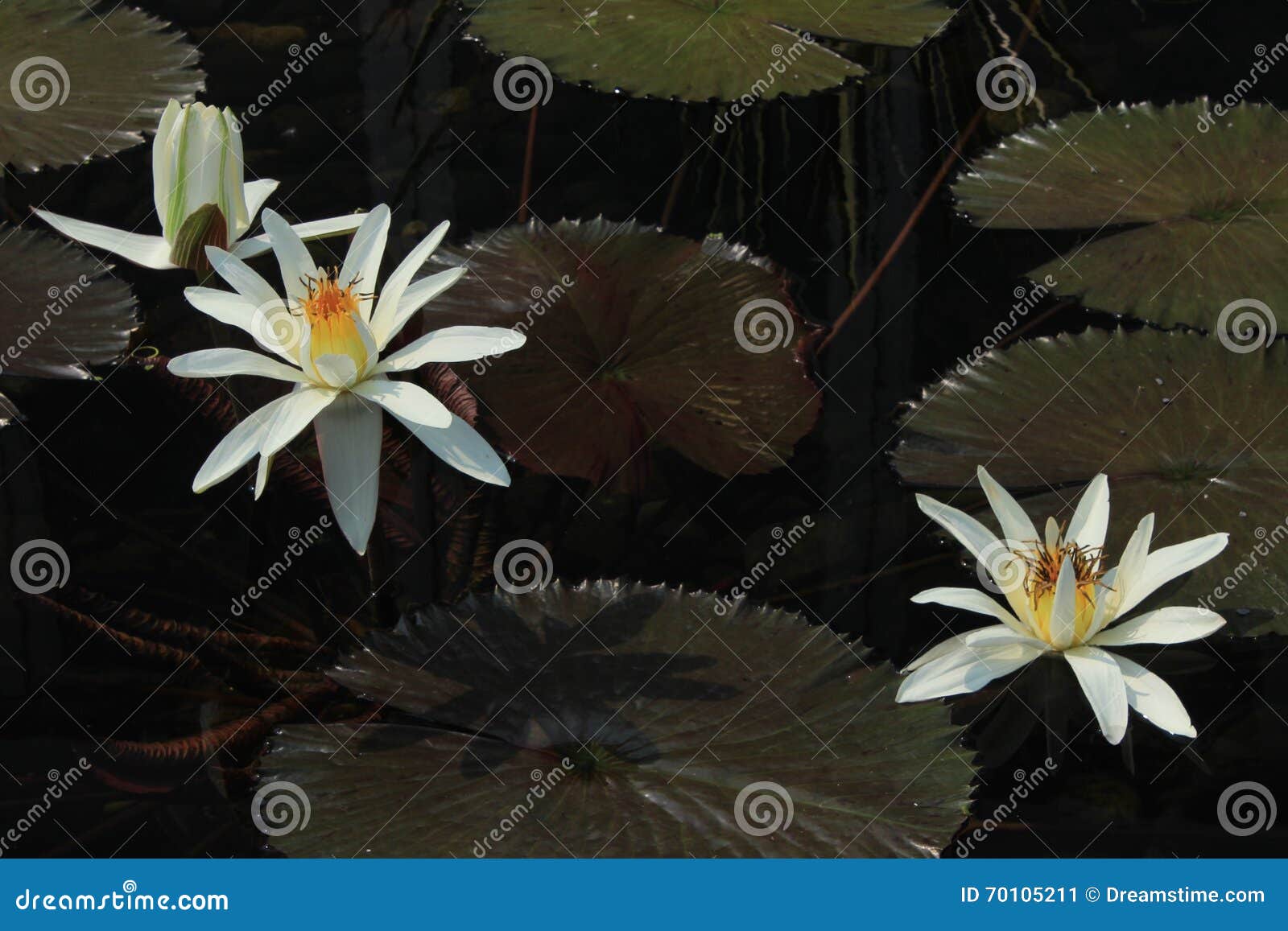 Water Lilies Floating stock image. Image of flower, plants - 70105211