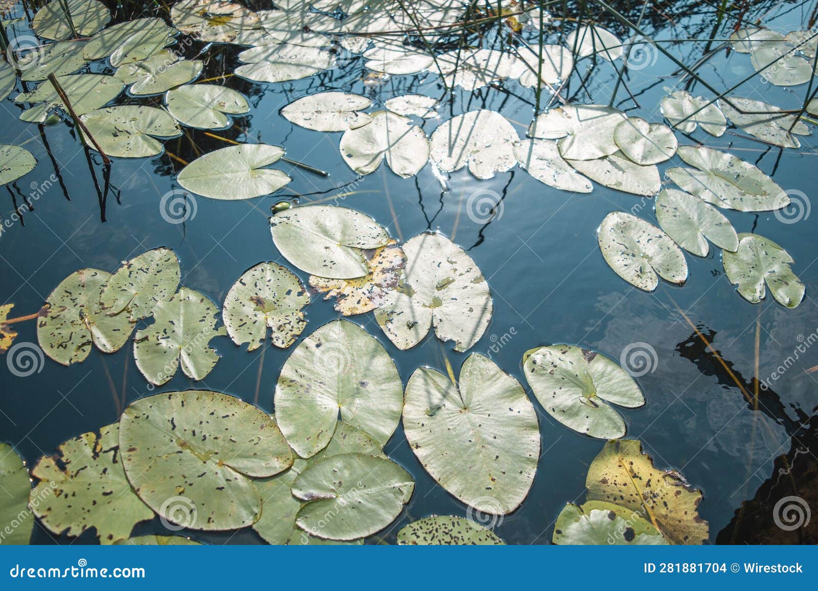 Water Lilies Floating on the Surface of a Calm Pond Stock Photo - Image ...
