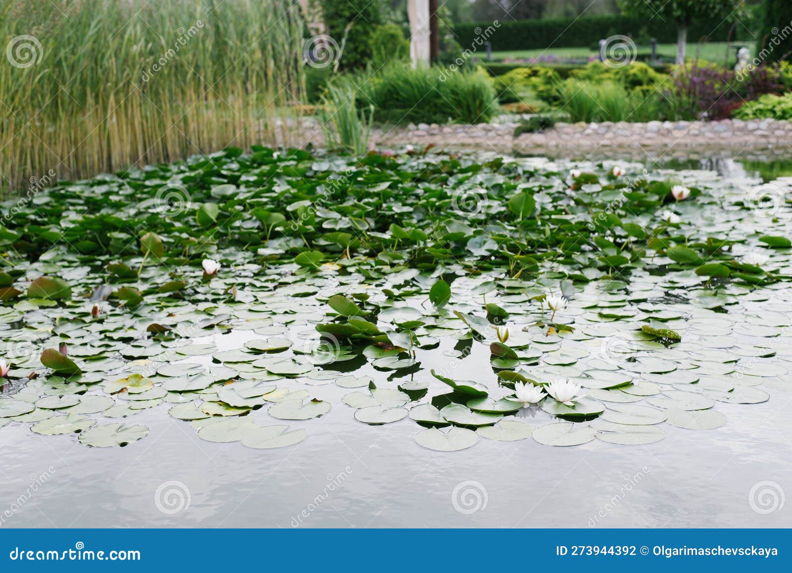 Water Lilies Grow on a Beautiful Pond Stock Photo - Image of green ...