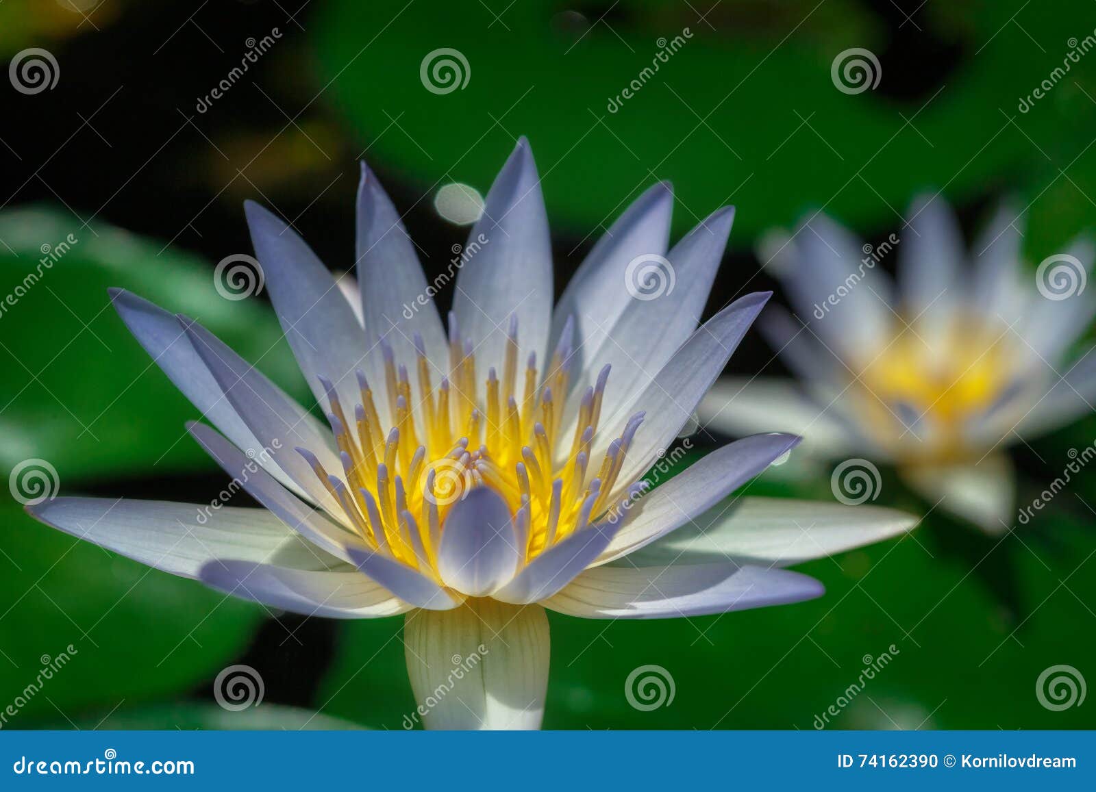 Water lilies stock photo. Image of innocence, blooming - 74162390