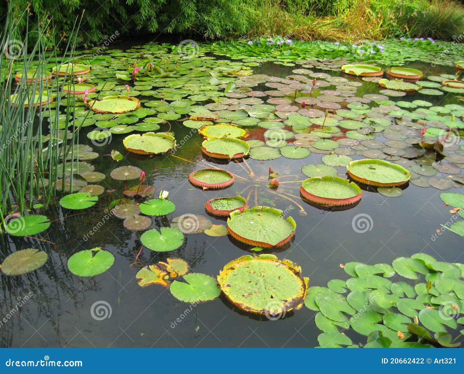 Water lilies in pond stock photo. Image of beauty, edge - 20662422