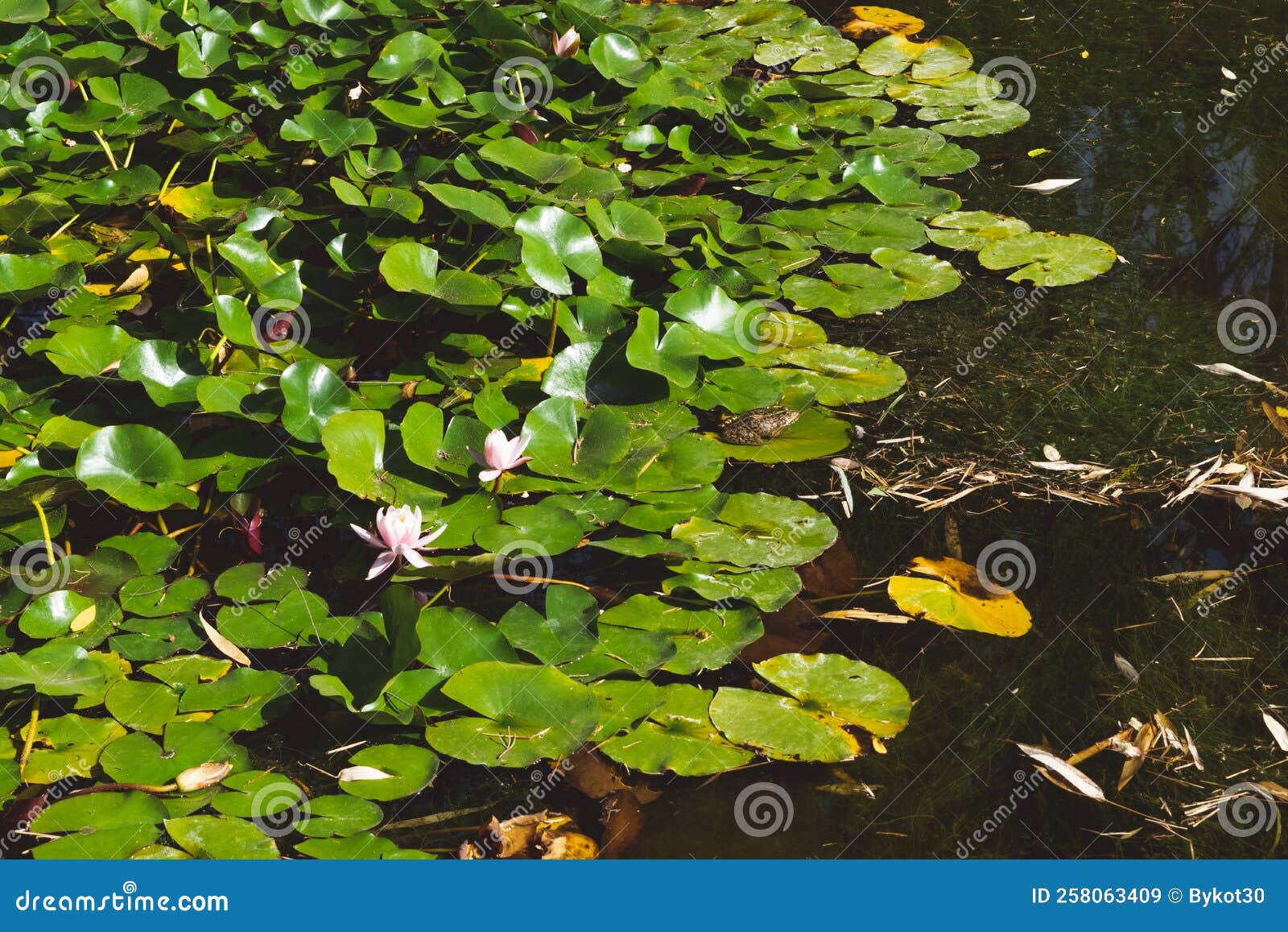 Water Lilies on the Pond. White Lotus in the Swamp Stock Image - Image ...