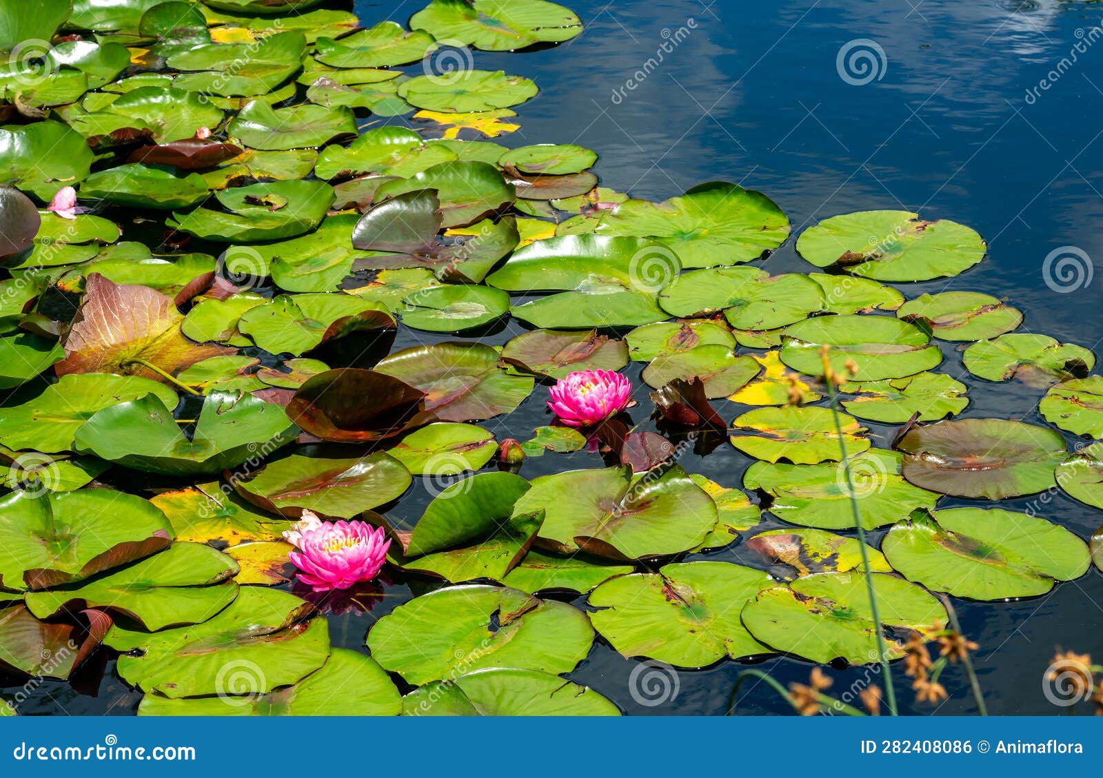 Water lilies in the pond stock photo. Image of bloom - 282408086