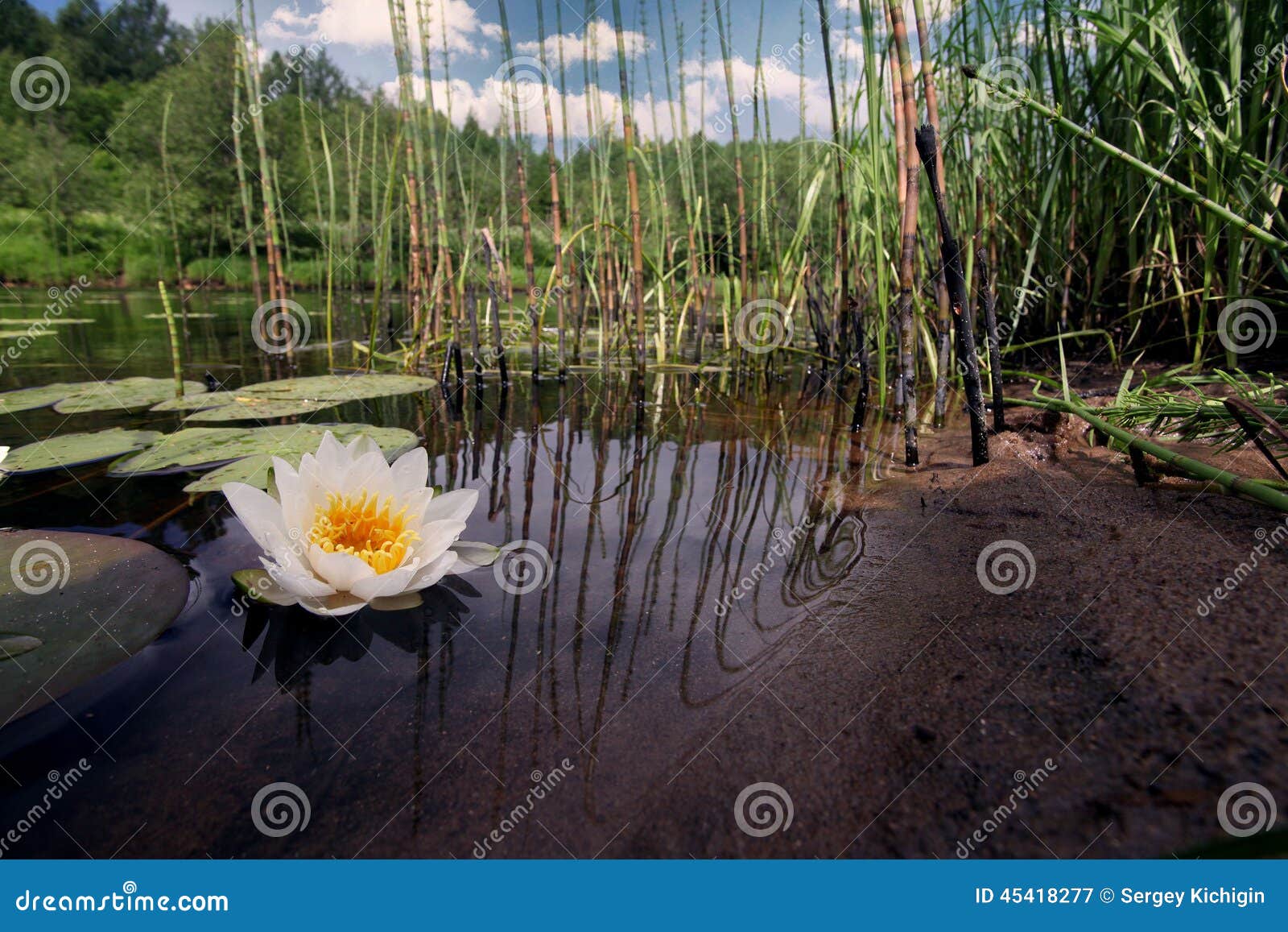 Water Lilies in a Pond, White Lilies Stock Image - Image of pattern ...