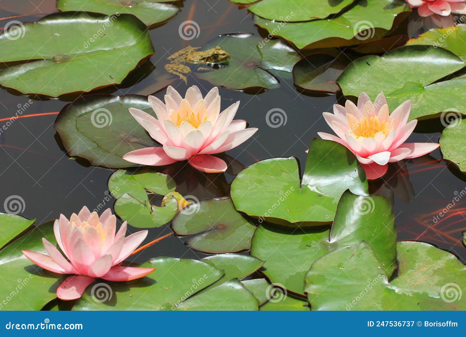 Water lilies in the pool stock image. Image of pool - 247536737