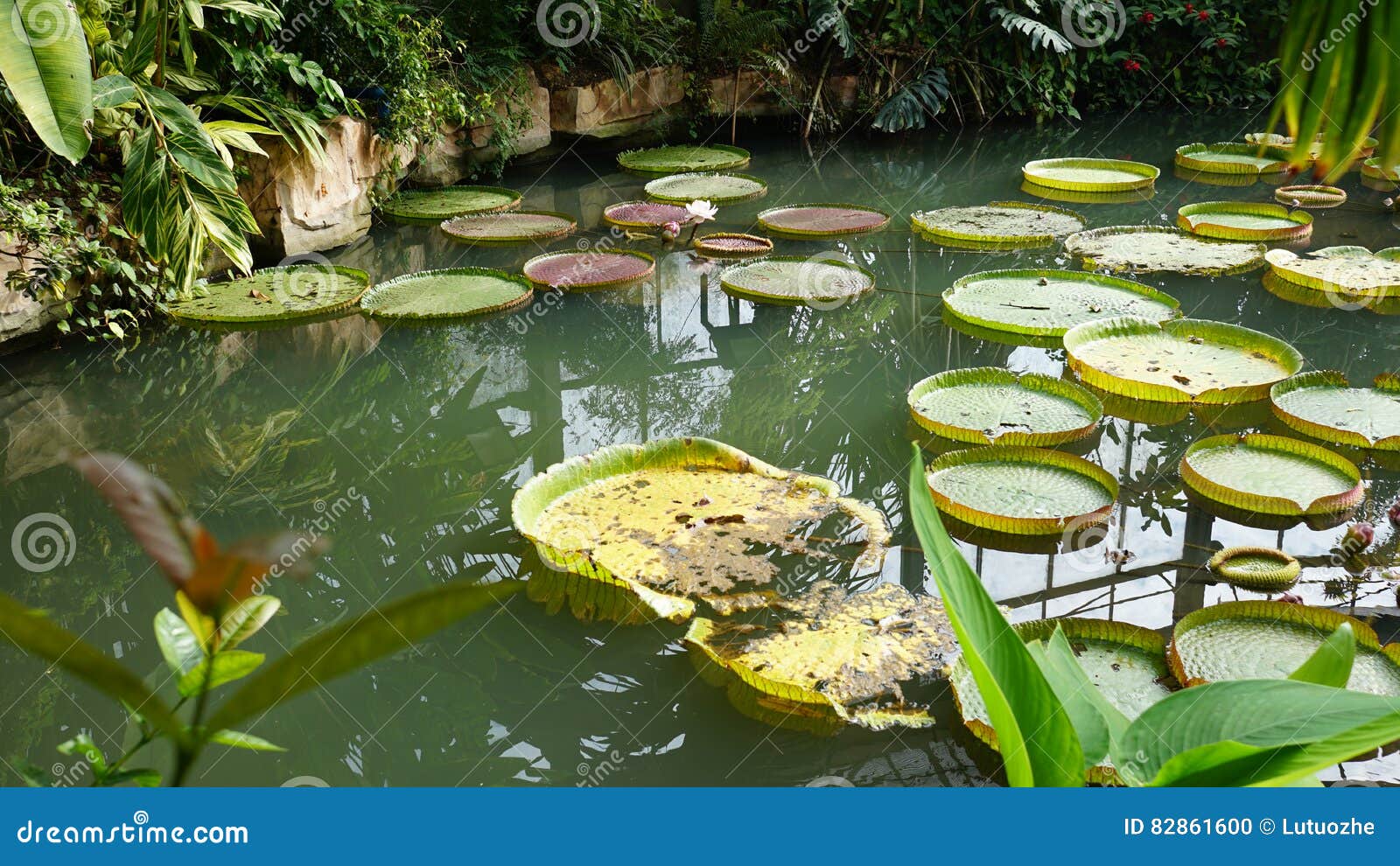 Water lilies on the pool stock photo. Image of lilies - 82861600