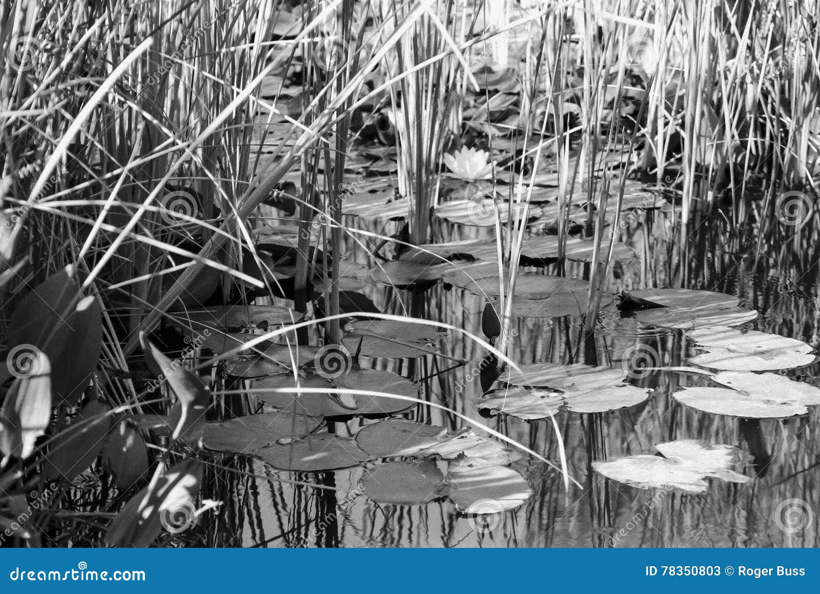 Water Lilies And Reeds In A Pond Stock Image | CartoonDealer.com #78350803