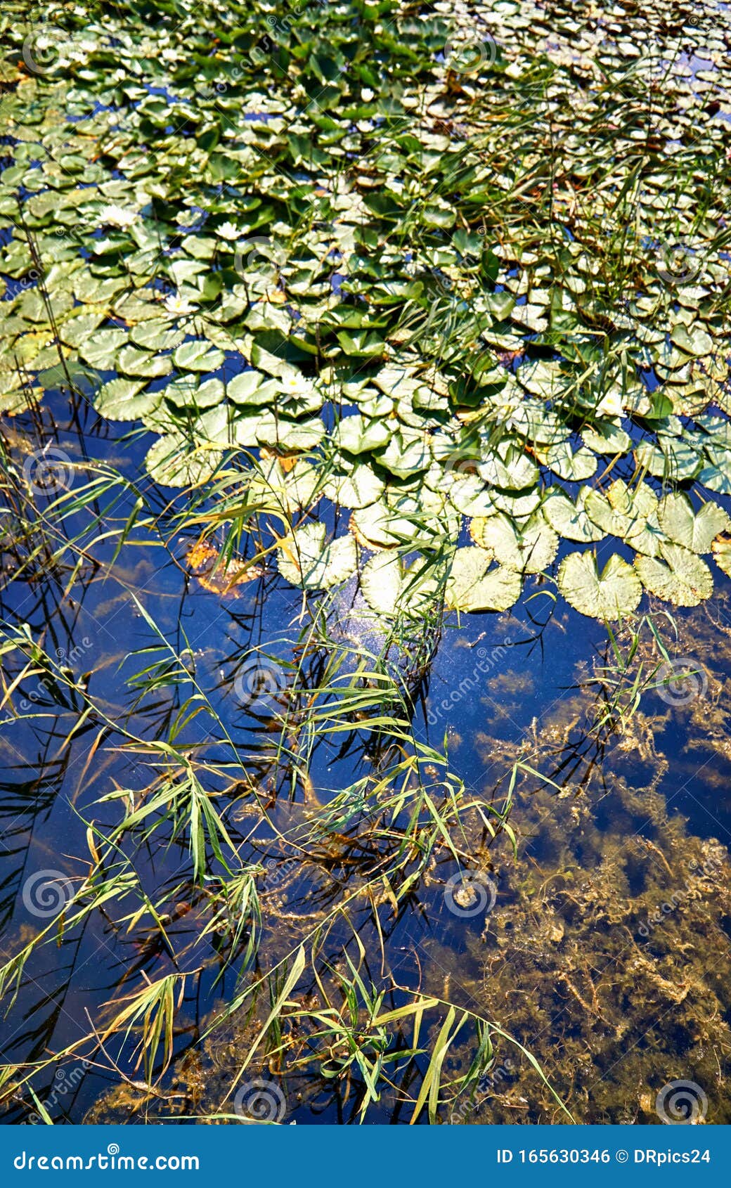 Water Lilies and Reeds in the Sun Stock Photo - Image of floating ...