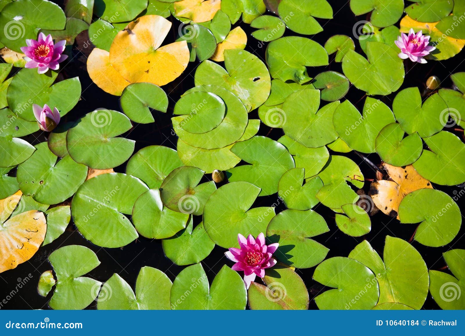 Water lilies - top view stock photo. Image of leaf, lilies - 10640184