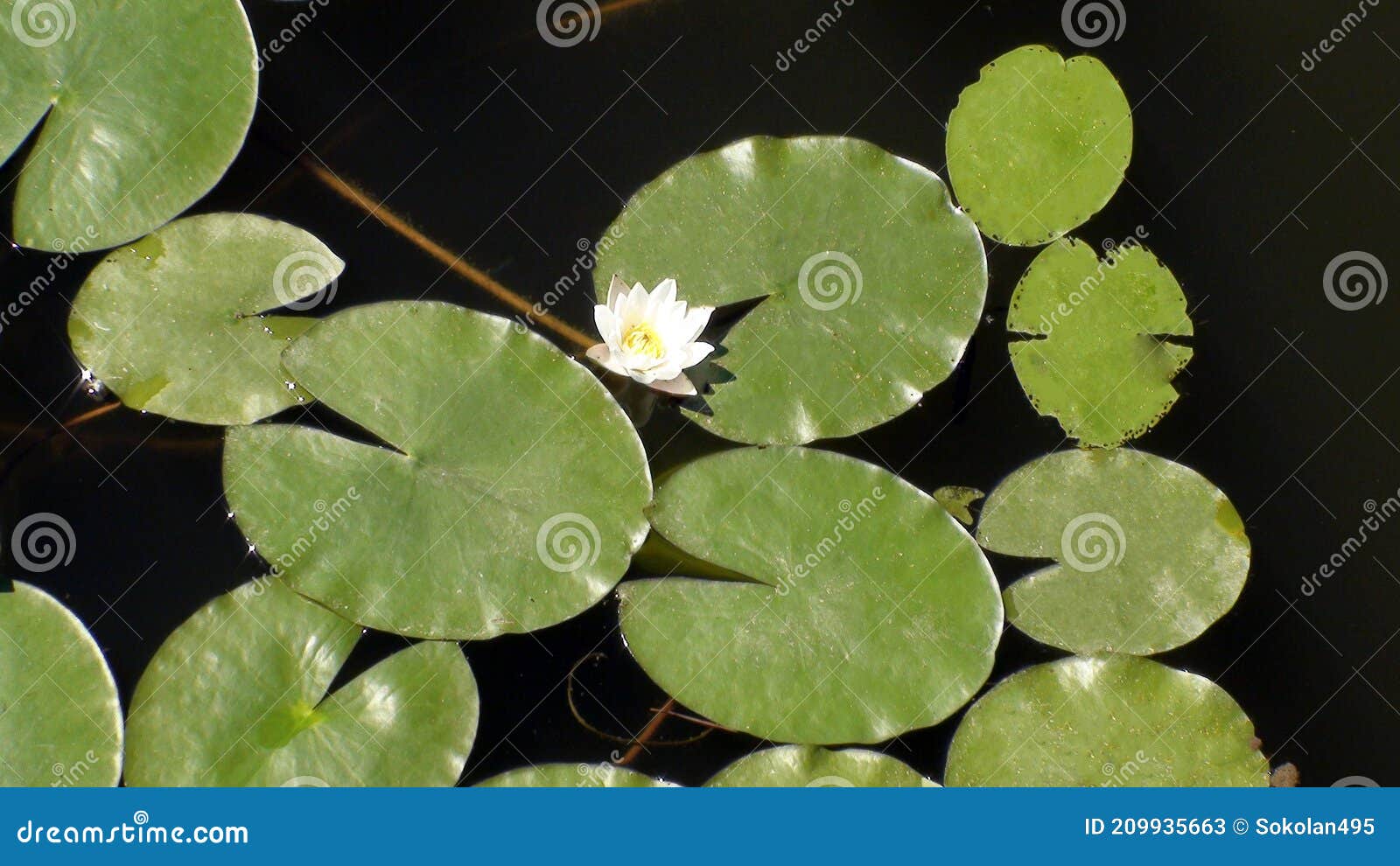 Water Lilies. Water Yellow Lilies, Water Flower Growing in a Pond Stock ...