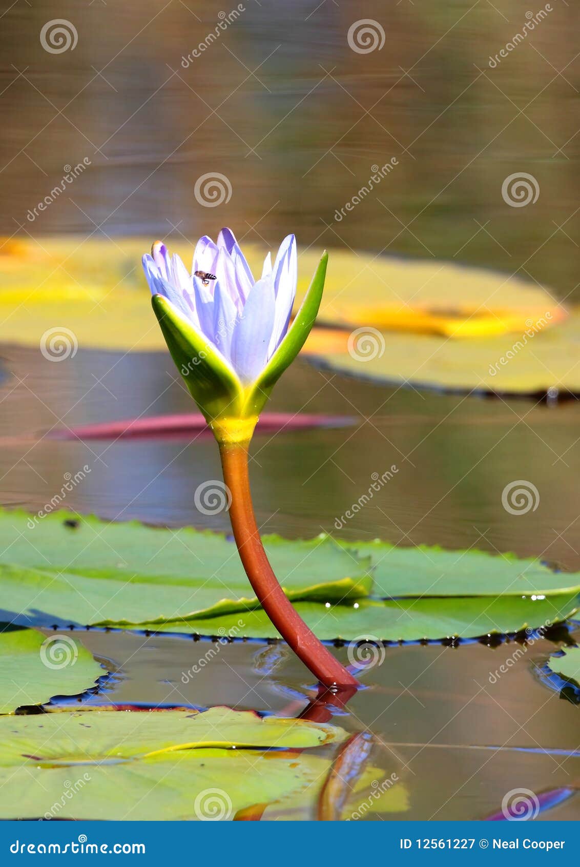 Water Lilly stock image. Image of nature, reserve, south - 12561227