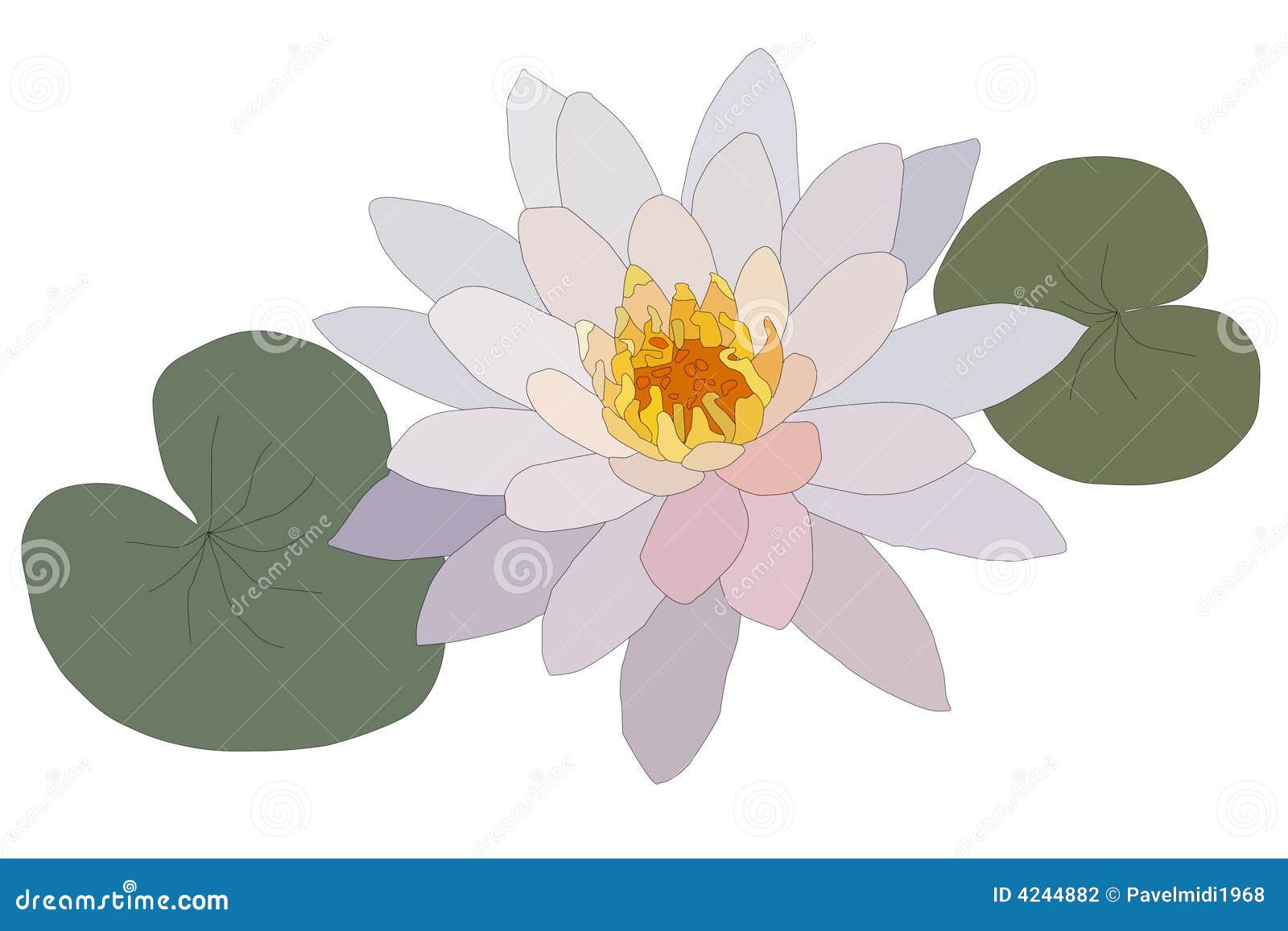 Water lilly stock vector. Illustration of irene, aquatic - 4244882