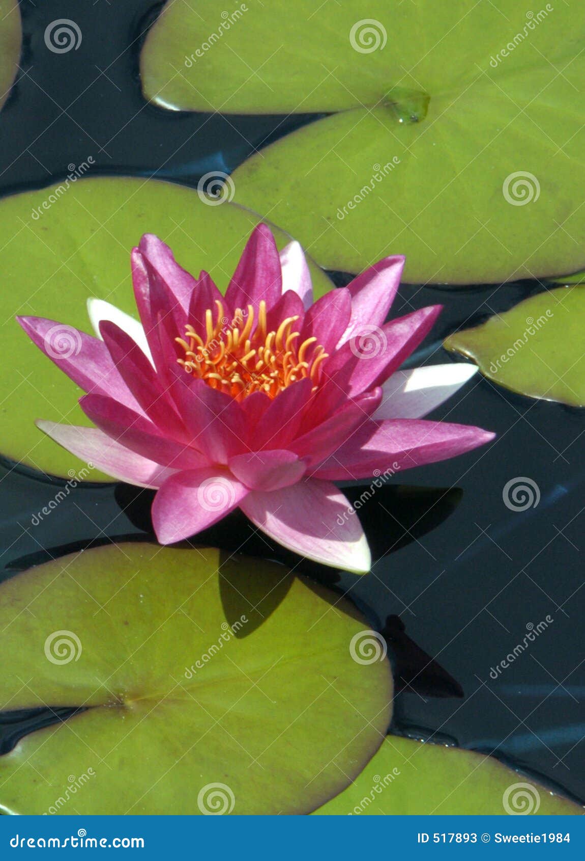 Water Lilly stock image. Image of lake, float, water, nature - 517893