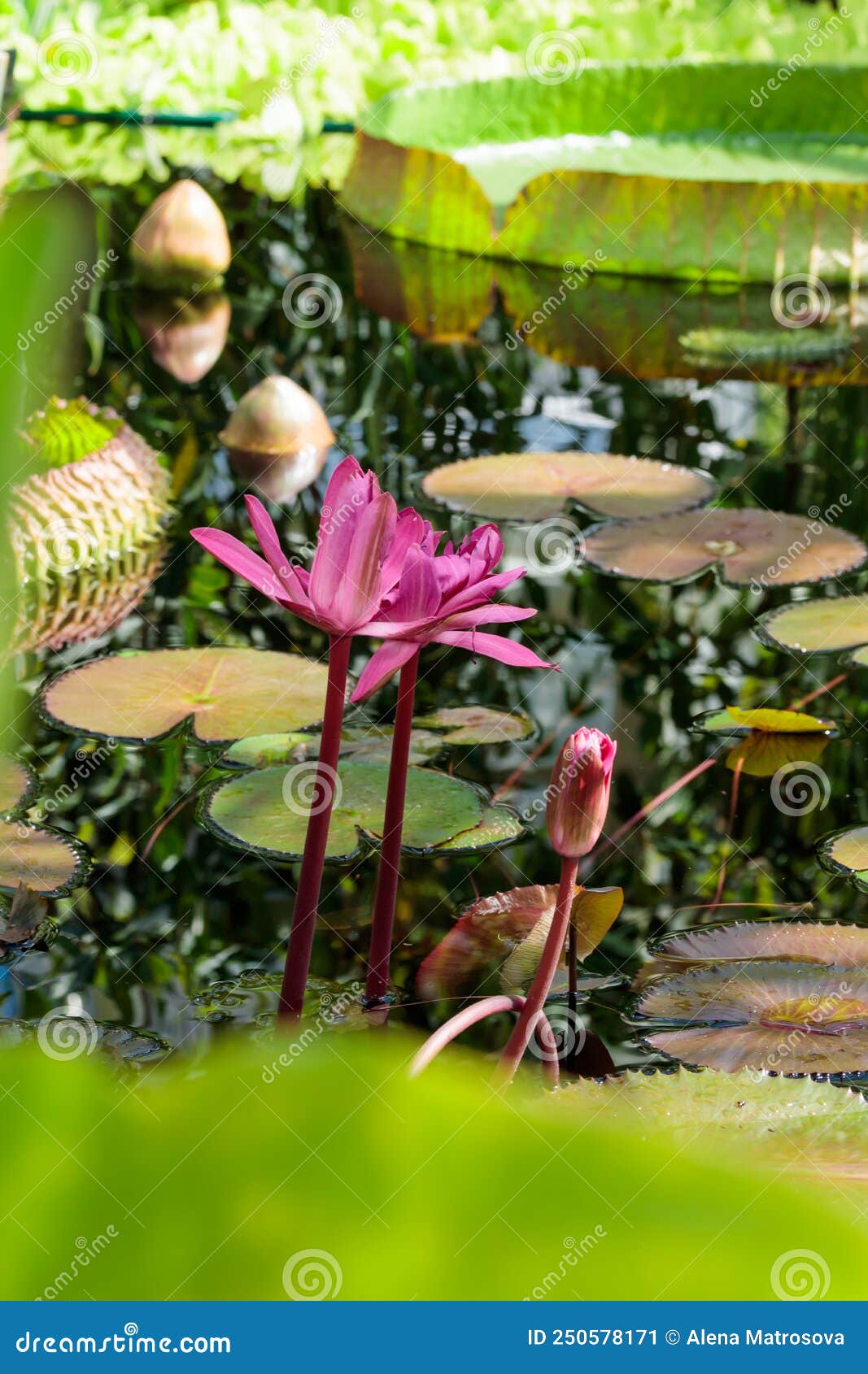 Water Lilly Flower in Laguna Stock Image - Image of fresh, abstract ...