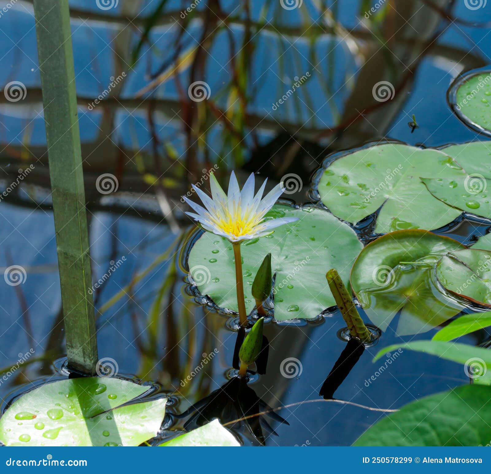 Water Lilly Flower in Laguna Stock Image - Image of environment ...