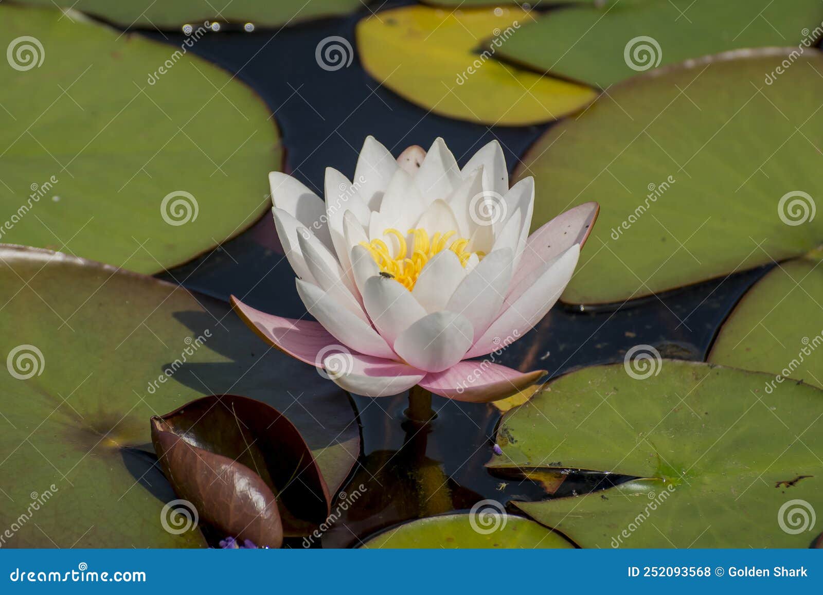 A Water Lilly in Full Bloom with Copy Space Stock Photo - Image of ...